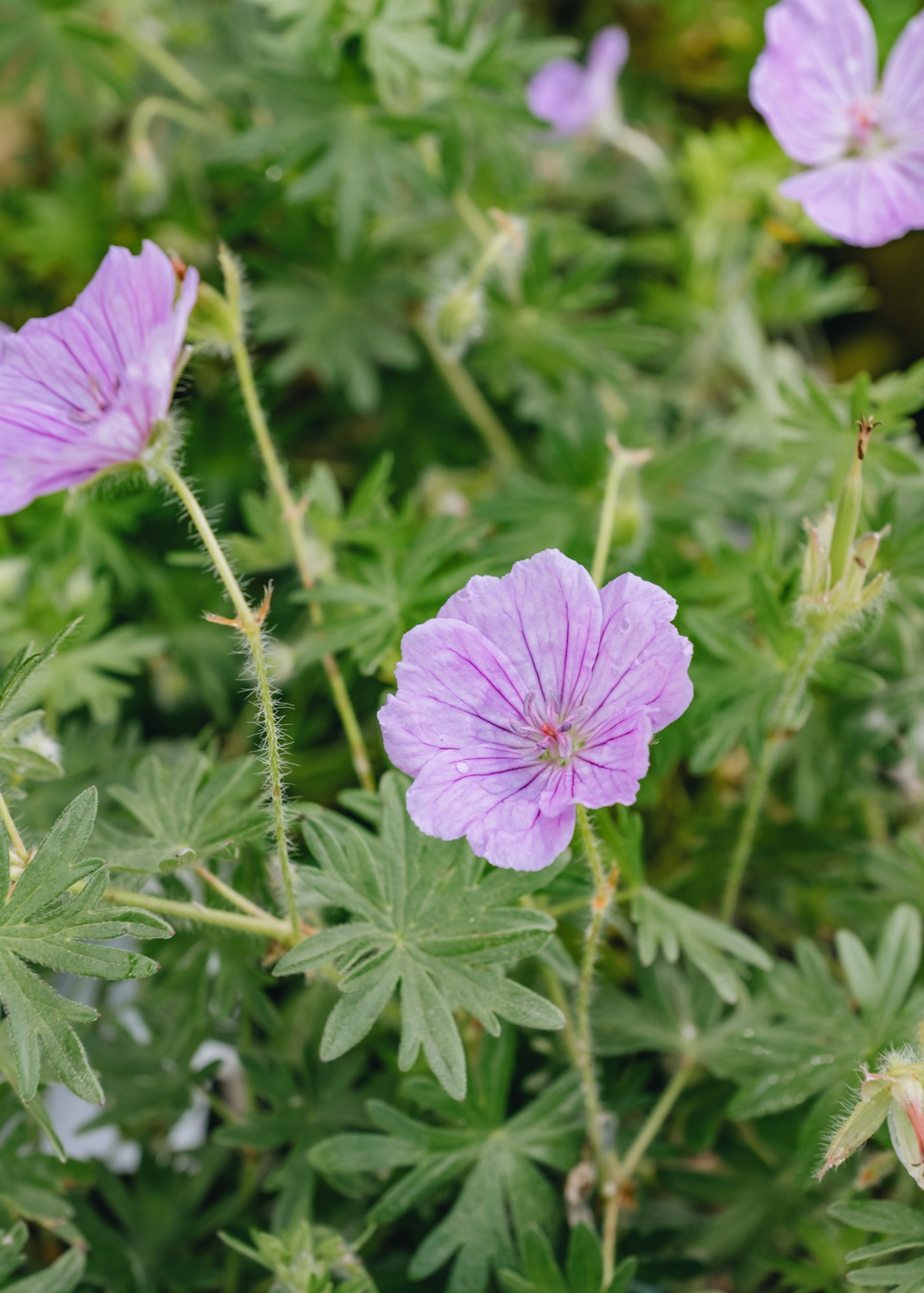 Geranium Glenluce, 2/3L – Burford Garden Co.