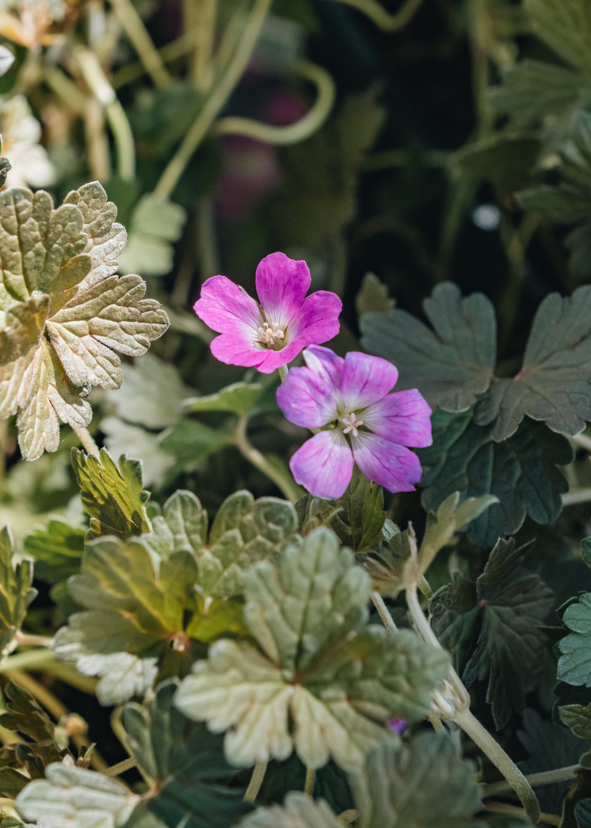 Geranium Orkney Cherry, 2/3L – Burford Garden Co.