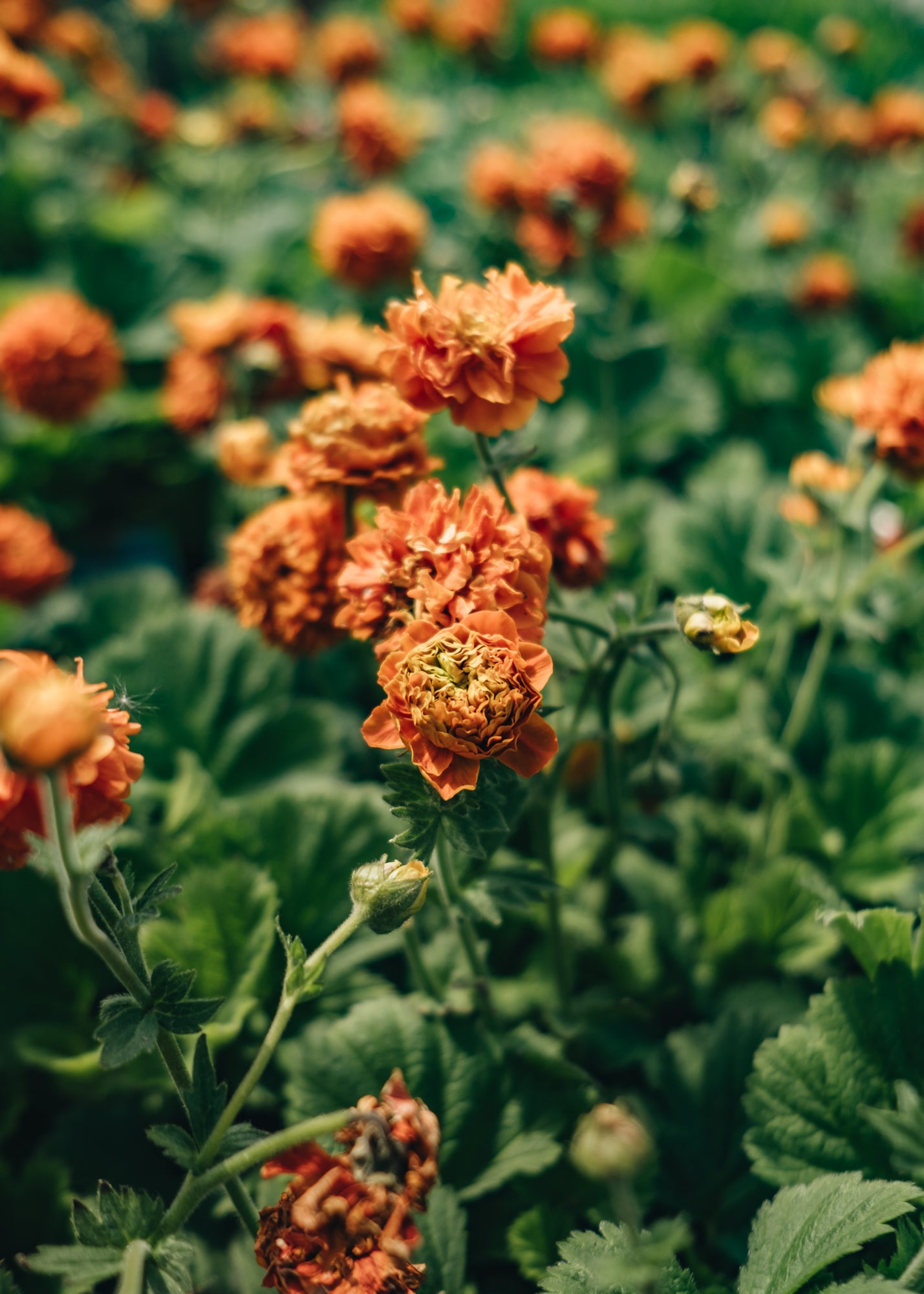Geum Orange Pumpkin, 2/3L – Burford Garden Co.