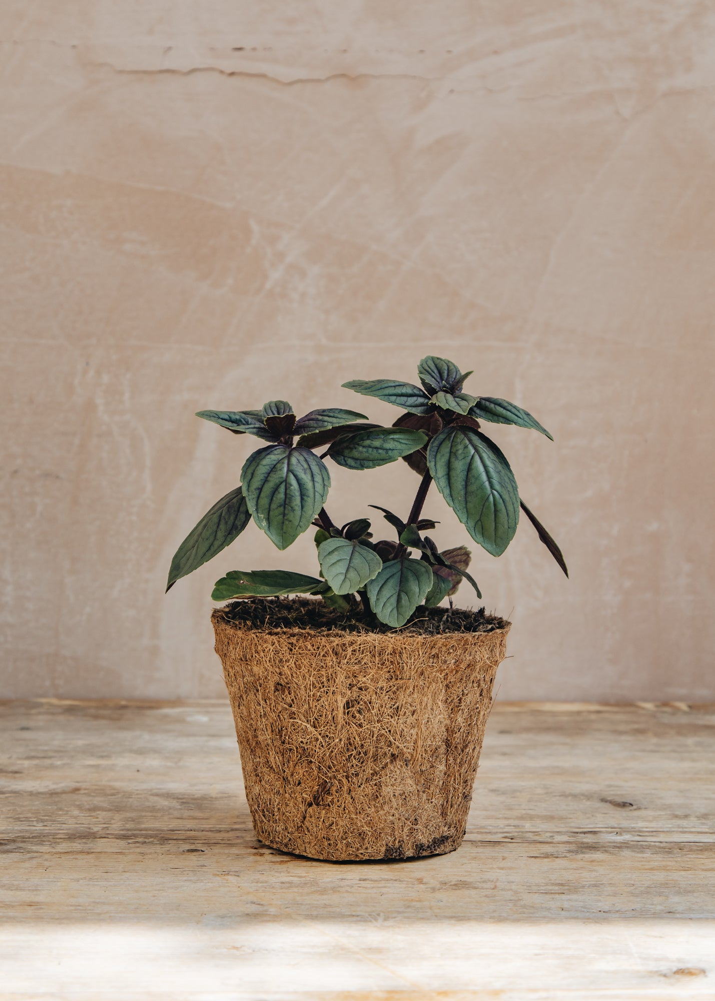 Basil African Blue, 1L – Burford Garden Co.