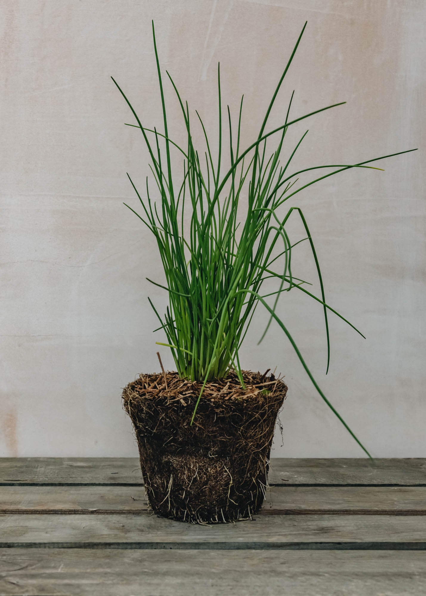 Hairy Pot Chives | Burford Garden Co.