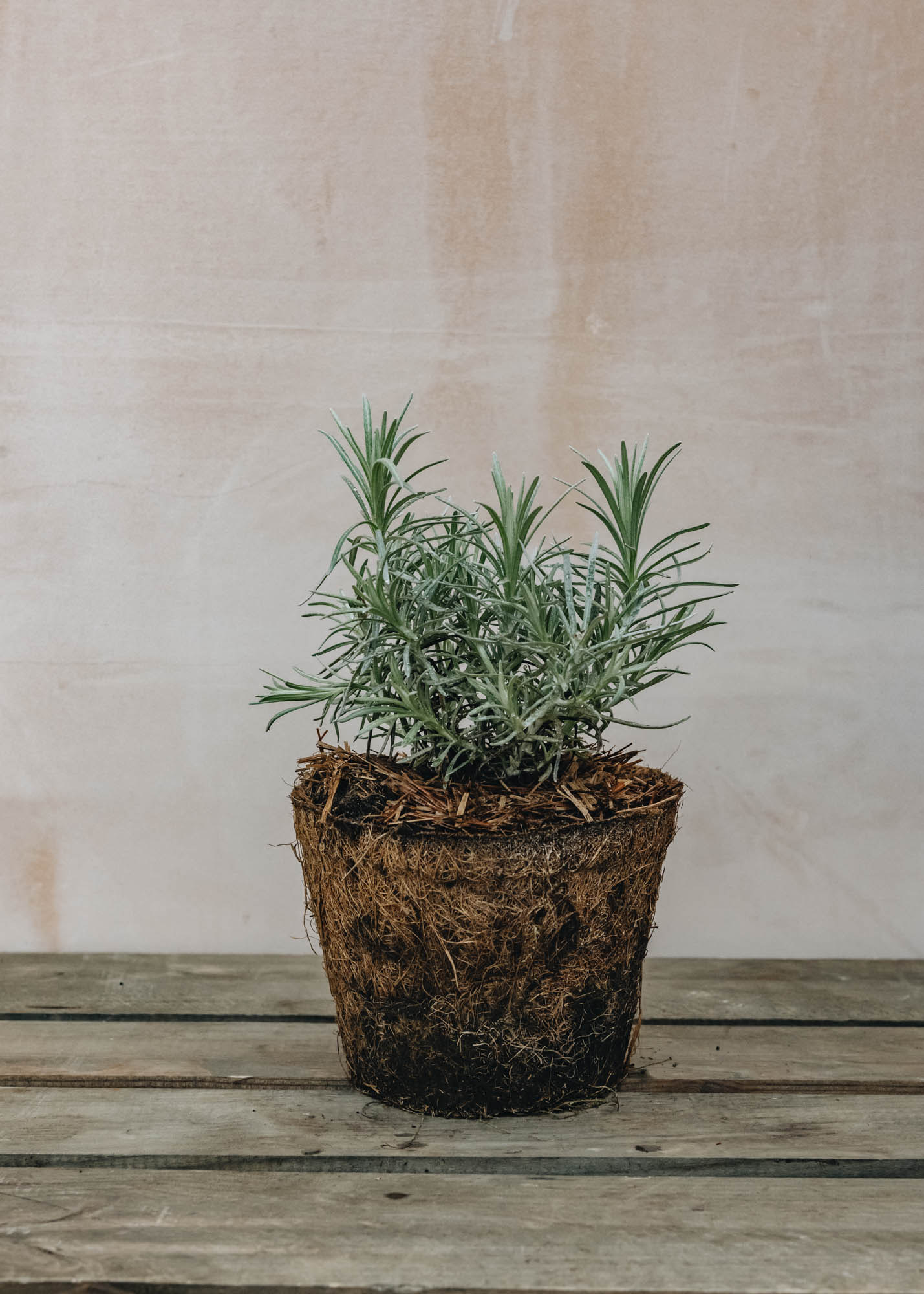 Hairy Pot Curry Plant | Burford Garden Co.