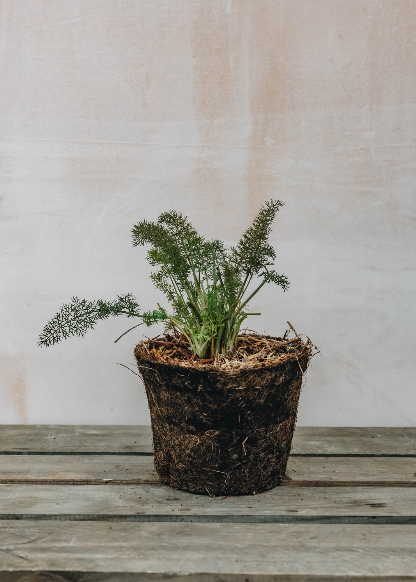 Hairy Pot Fennel Bronze | Burford Garden Co.