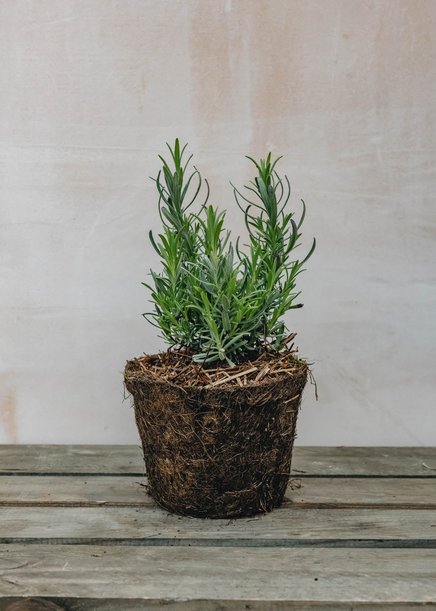 Hairy Pot Lavender angustifolia Rosea | Burford Garden Co.