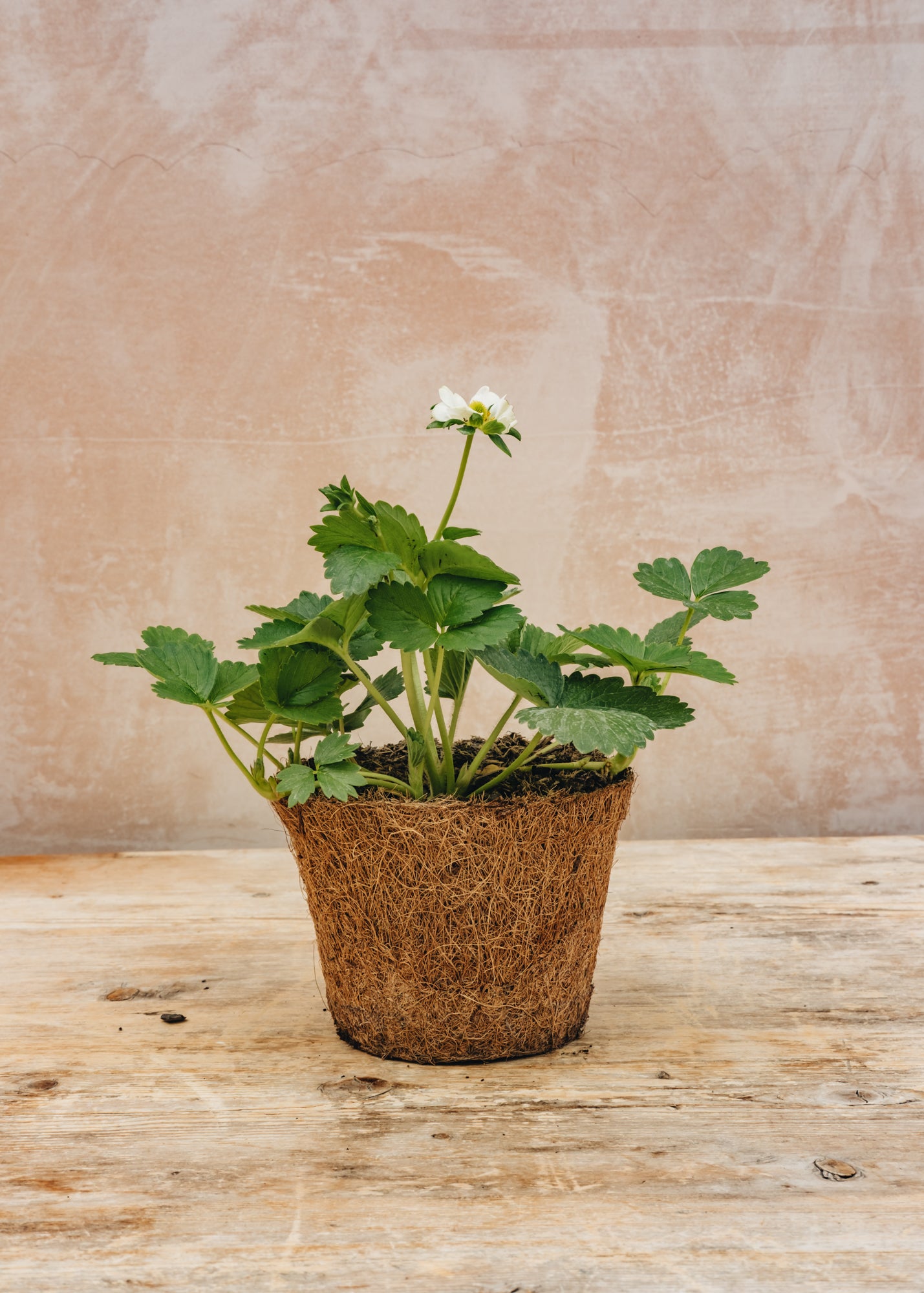 Strawberry Elan, 1L – Burford Garden Co.