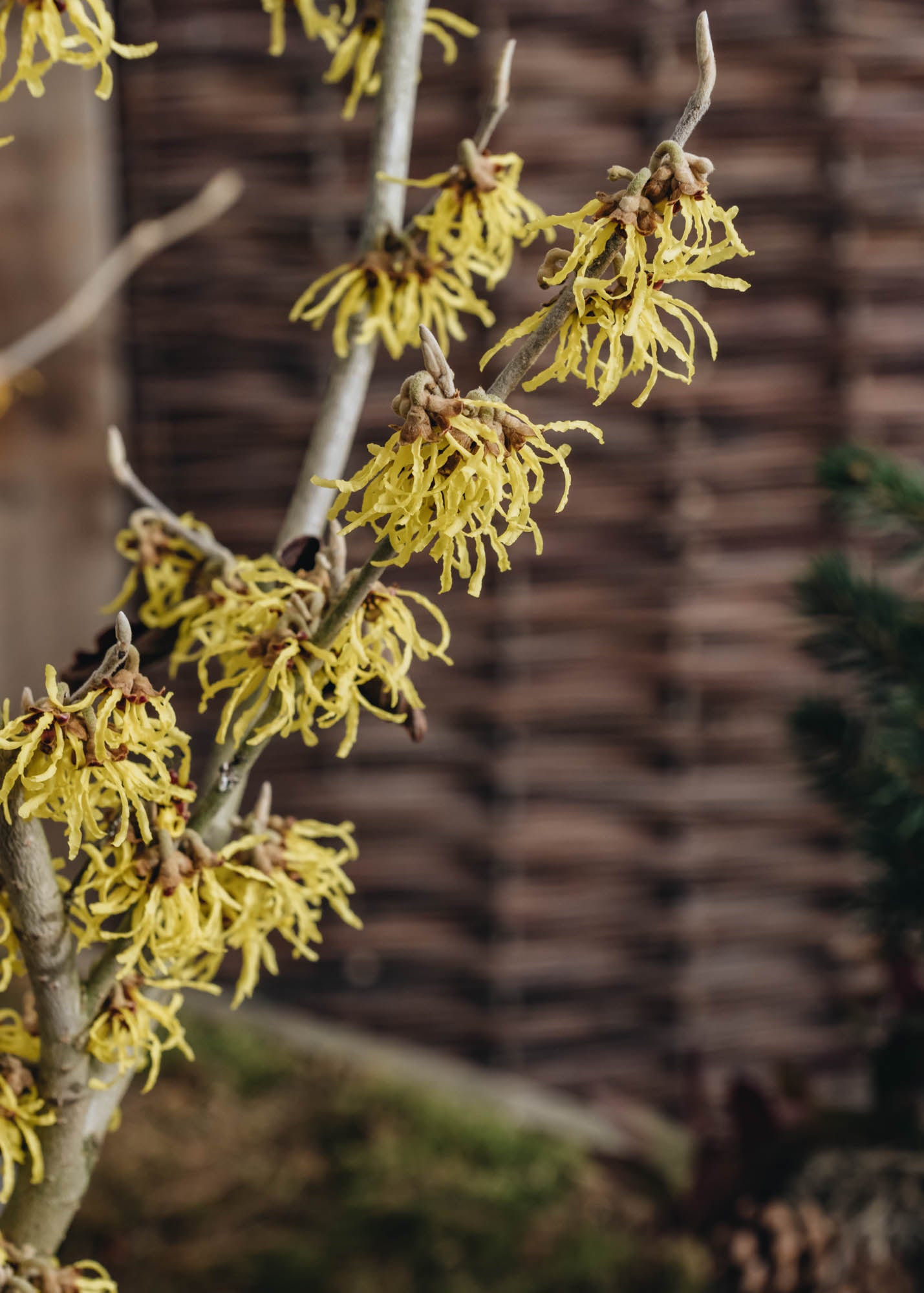 Hamamelis x intermedia Arnold Promise, 10L – Burford Garden Co.