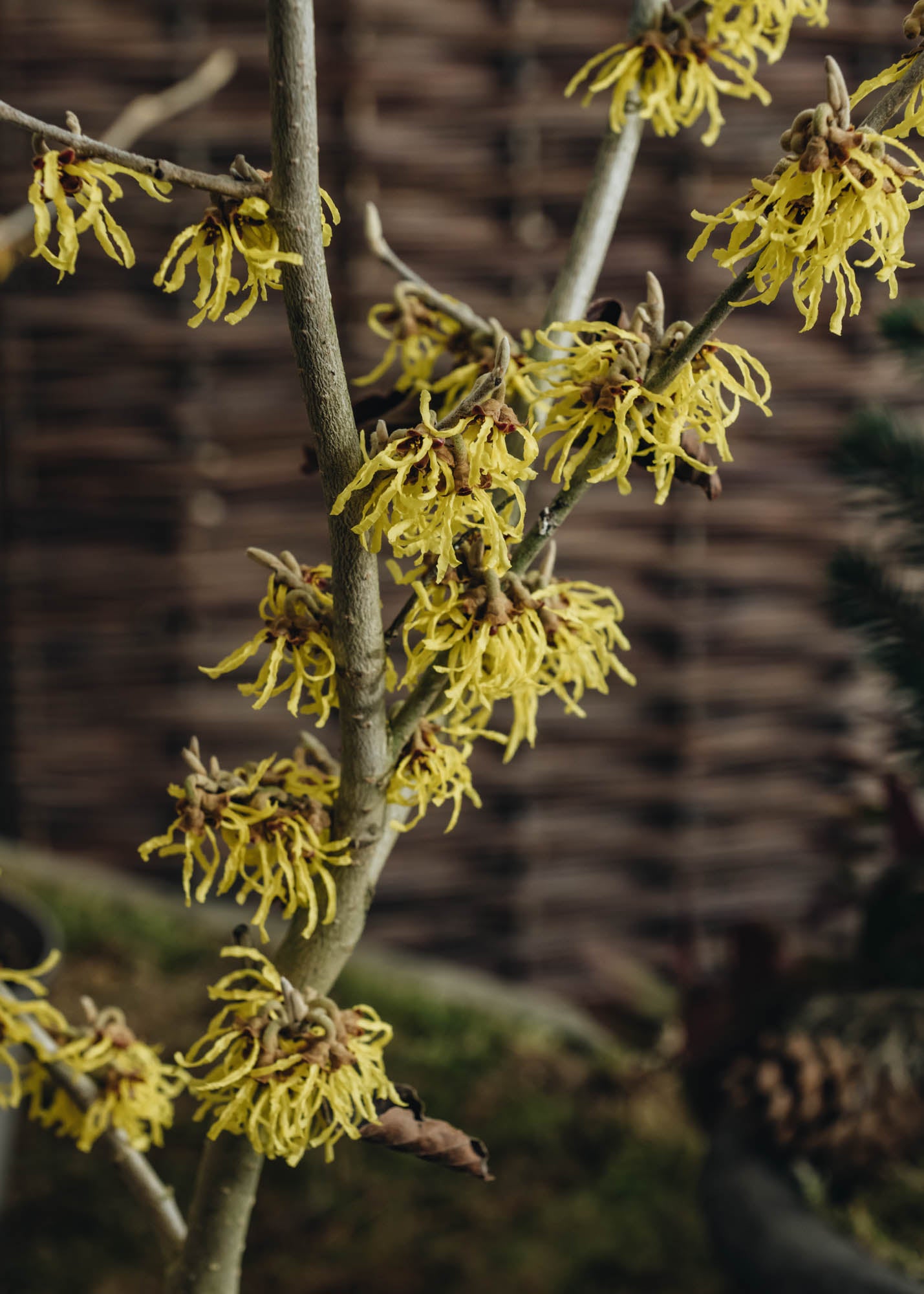 Hamamelis x intermedia Arnold Promise | Burford Garden Co.
