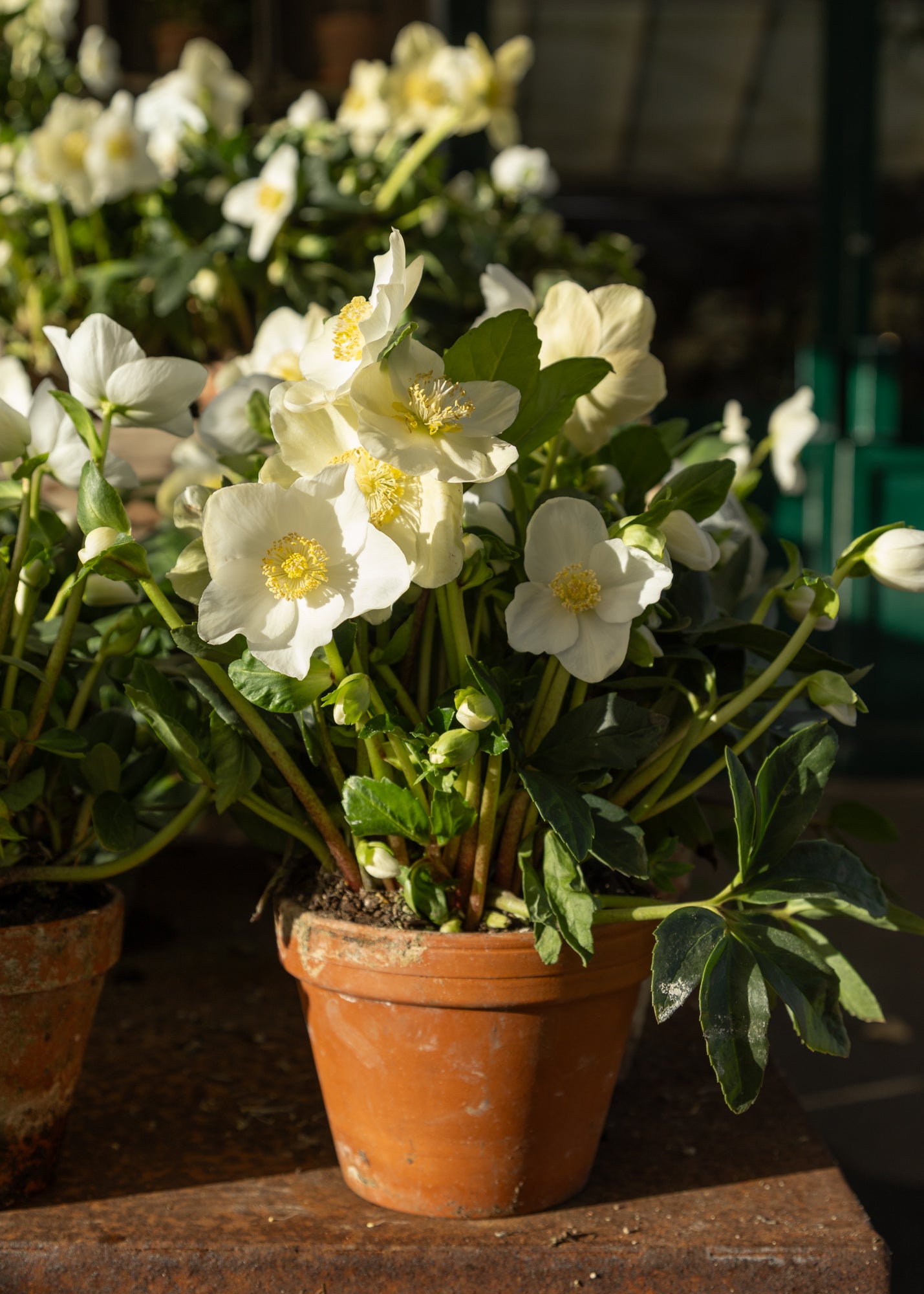 Helleborus niger 'Diva' in Terracotta Pot, 1/2L – Burford Garden Co.