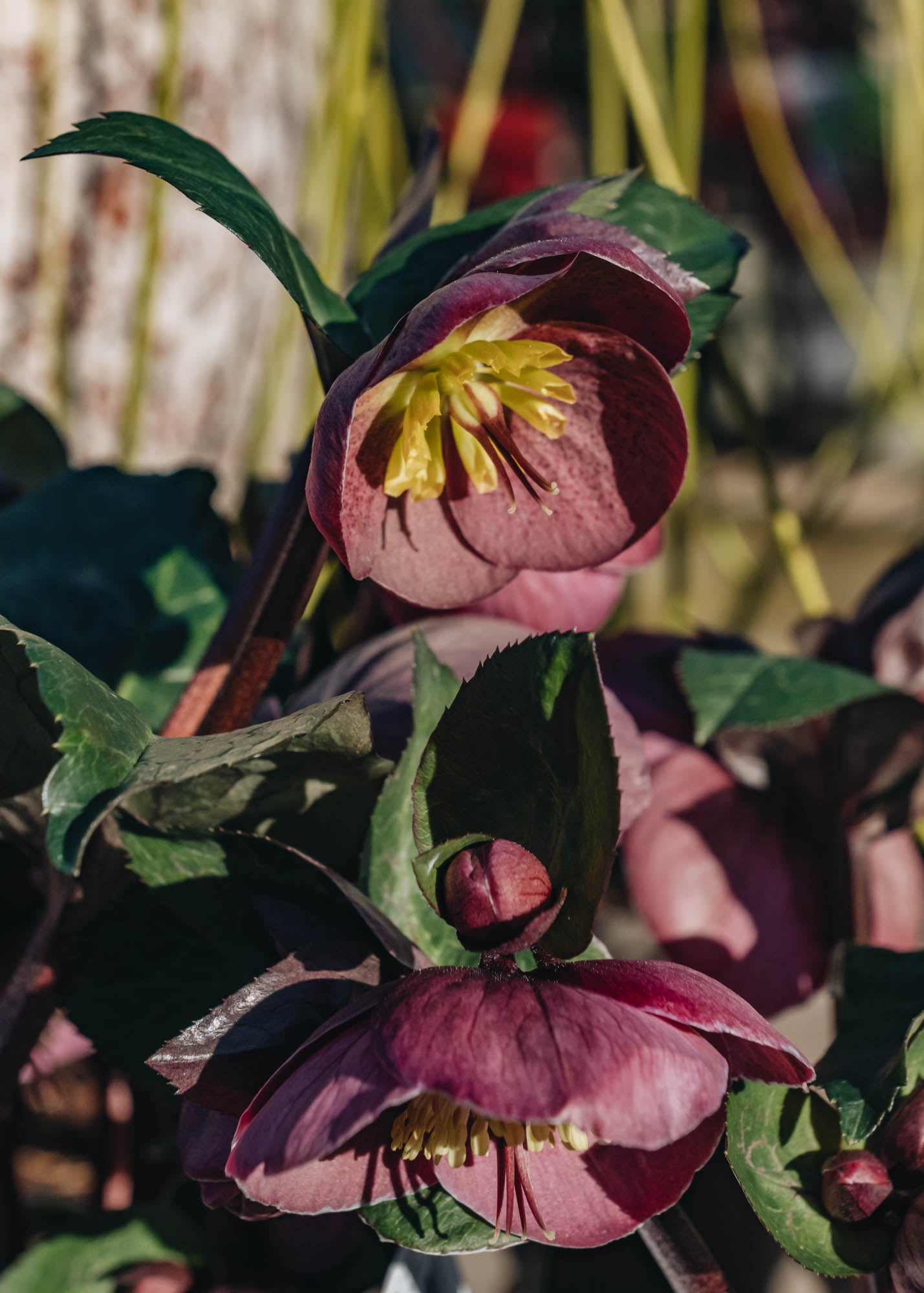 Helleborus Pippa's Purple | Burford Garden Co.