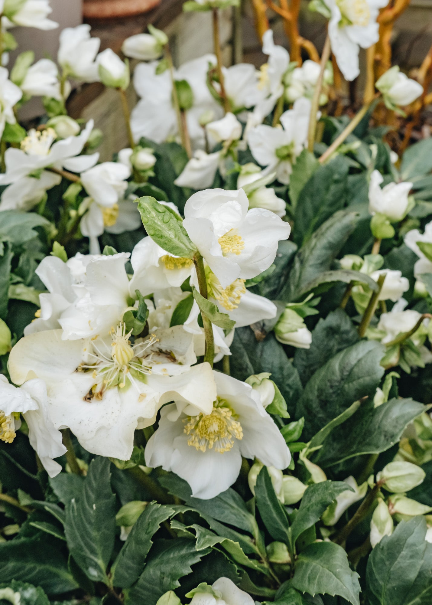 Helleborus niger 'Snow Sparkle', 1/2L – Burford Garden Co.