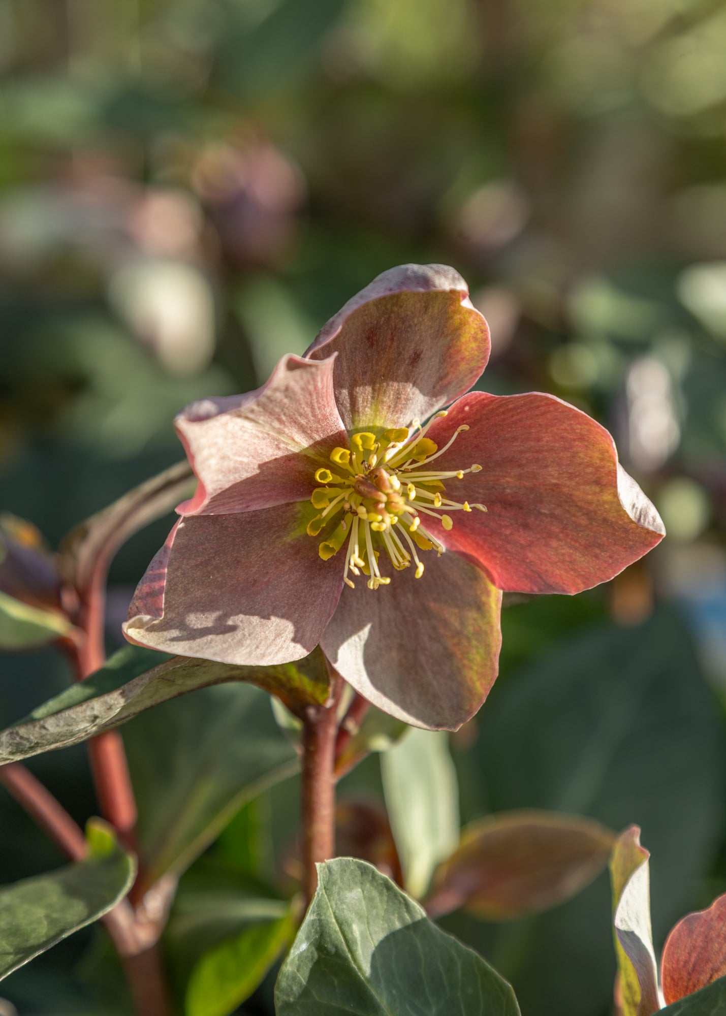 Helleborus × ericsmithii Viv Valeria, 2/3L – Burford Garden Co.