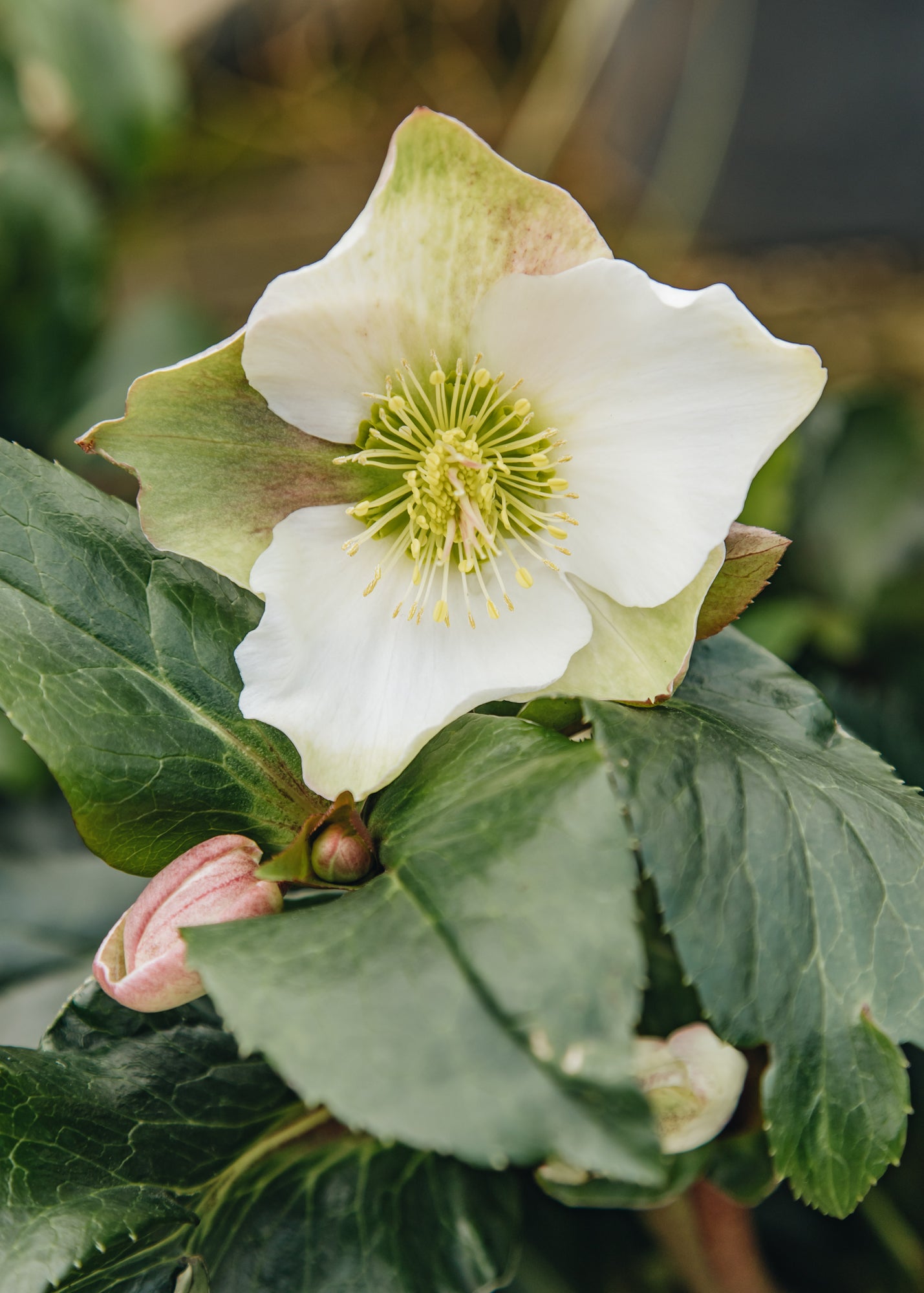 Helleborus Winter Sparkle White, 2/3L – Burford Garden Co.