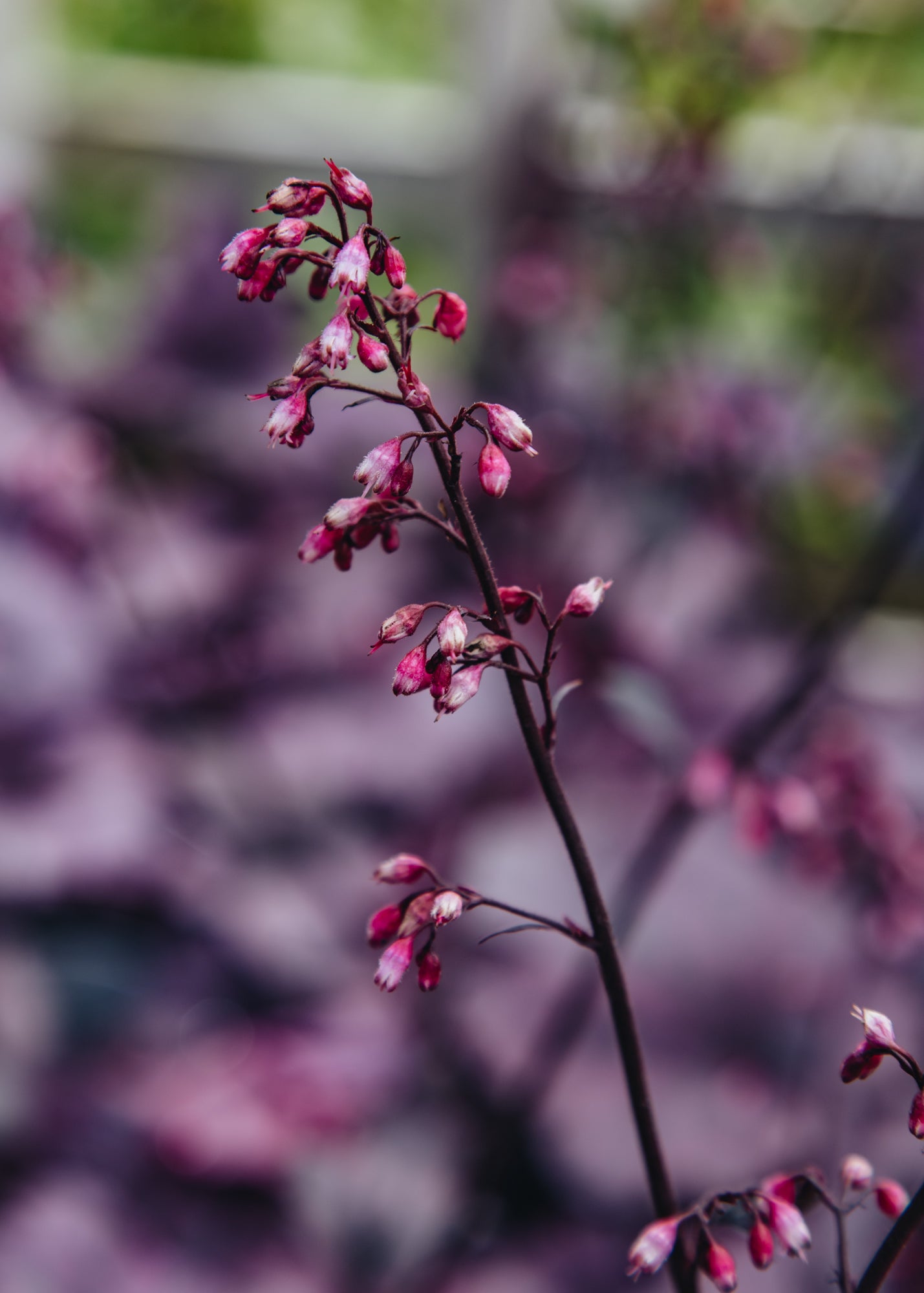 Heuchera 'Electric Plum', 2/3L – Burford Garden Co.