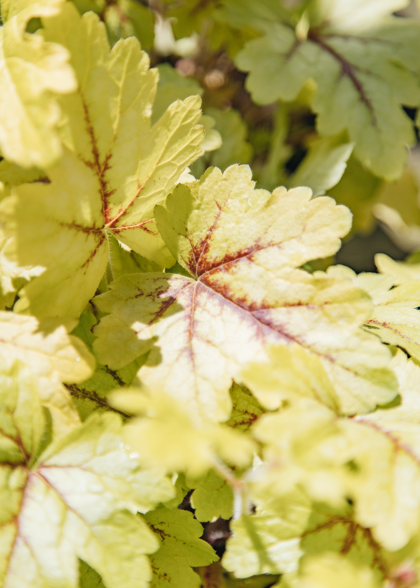 Heucherella Alabama Sunrise, 2L – Burford Garden Co.