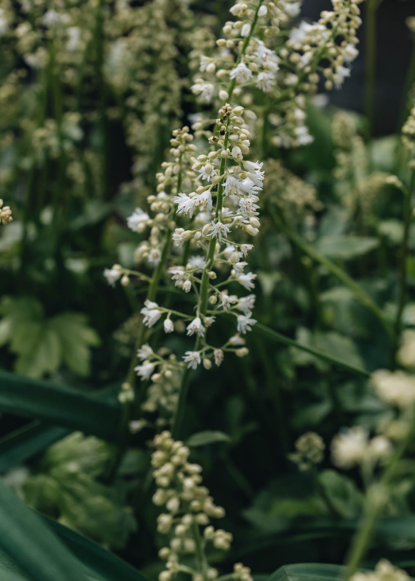 Heucherella Diamond Revolution | Burford Garden Co.