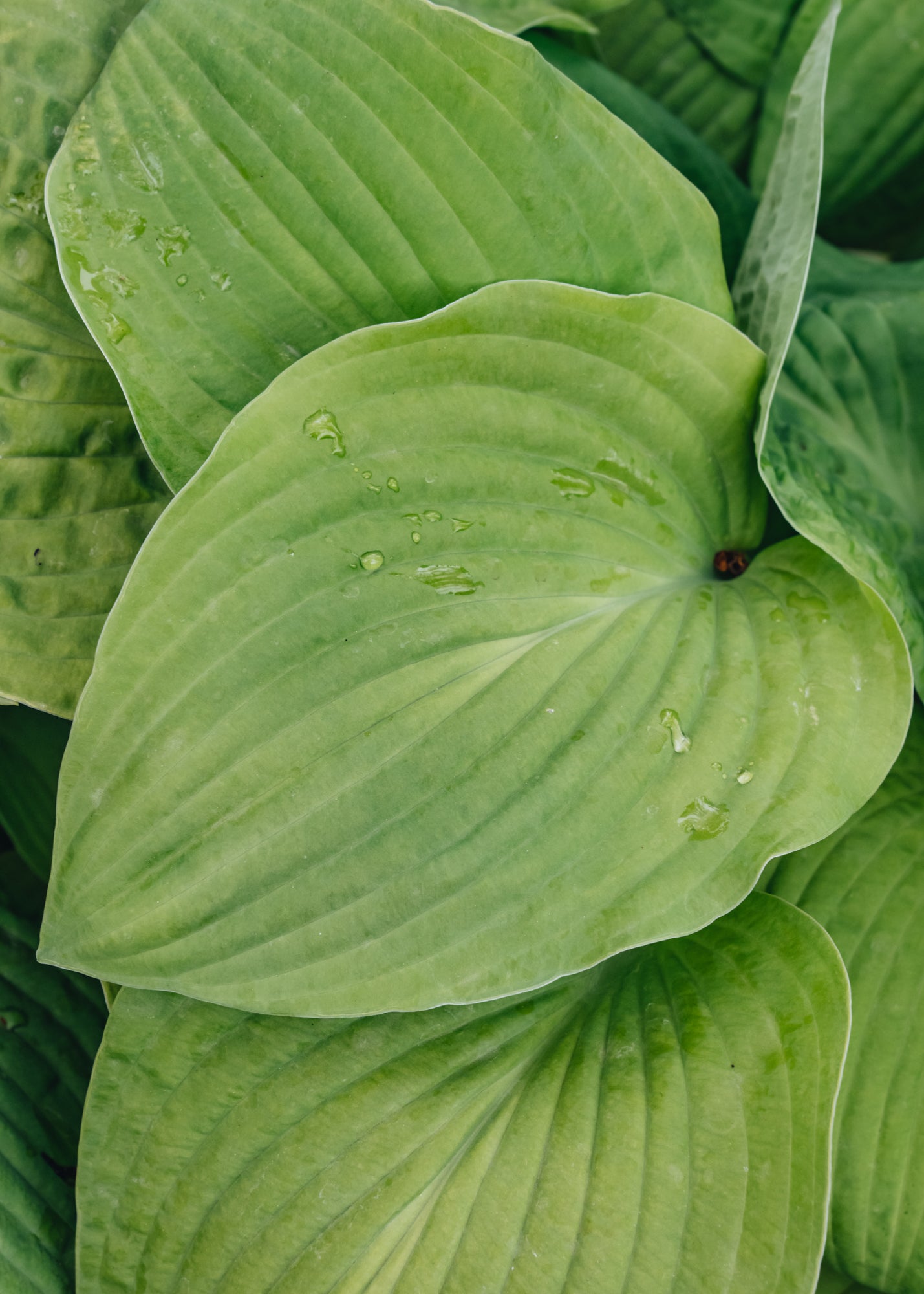 Hosta August Moon, 2/3L – Burford Garden Co.
