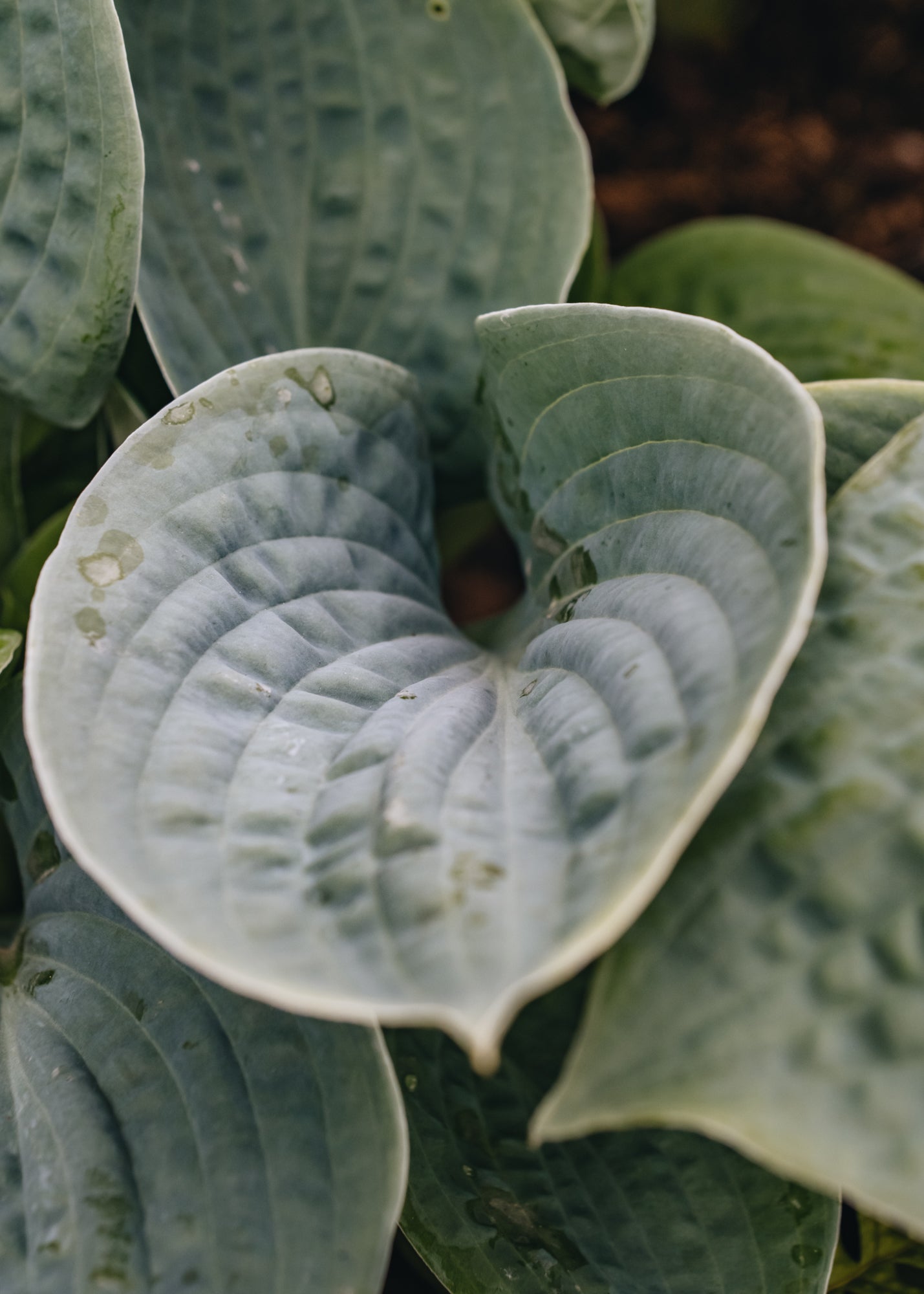 Hosta Big Daddy, 2/3L – Burford Garden Co.