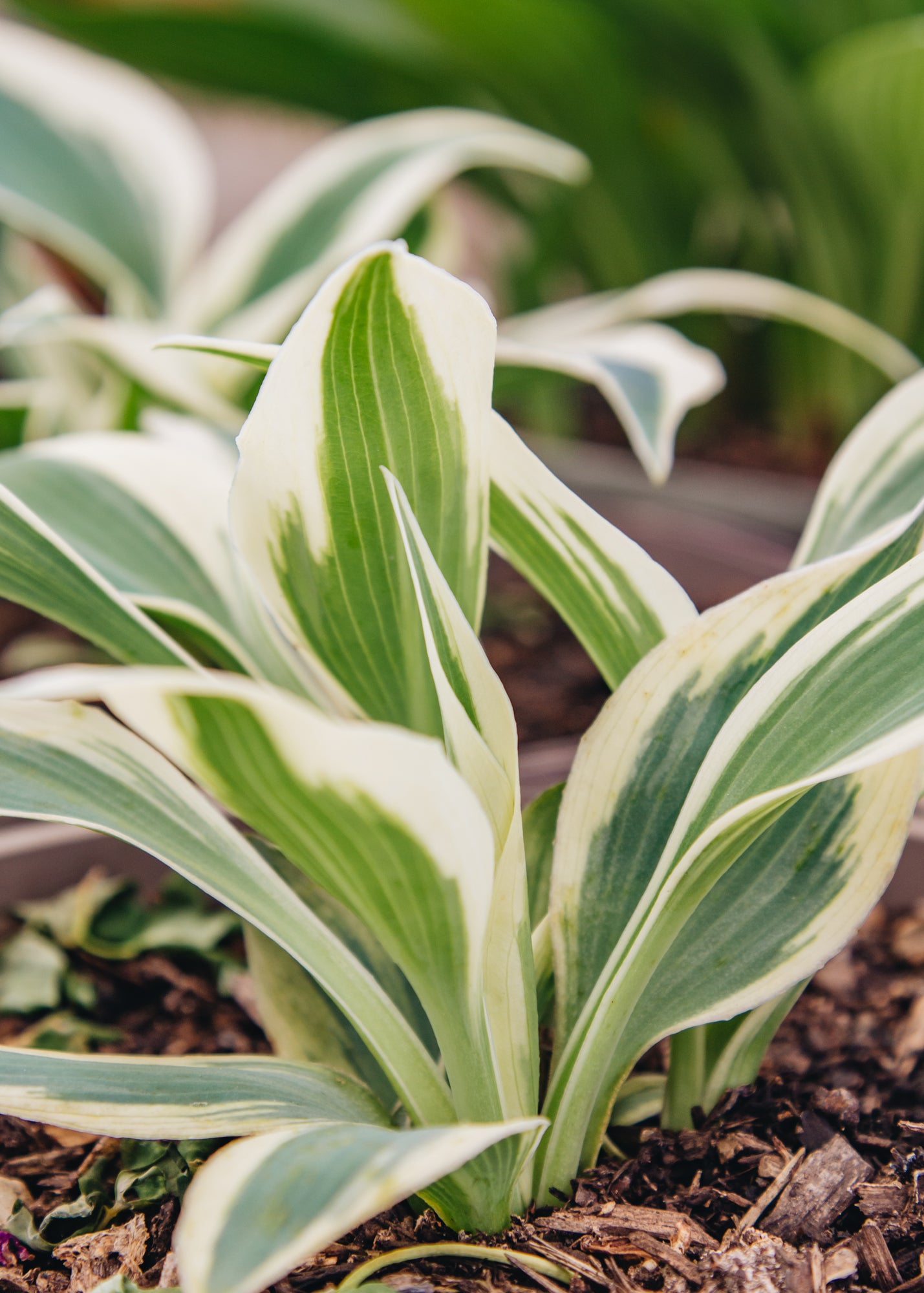 Hosta Blue Ivory, 2/3L – Burford Garden Co.