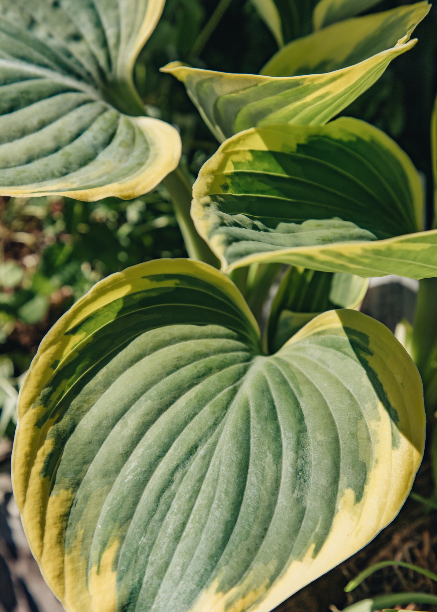 Hosta 'Majesty', 1L – Burford Garden Co.