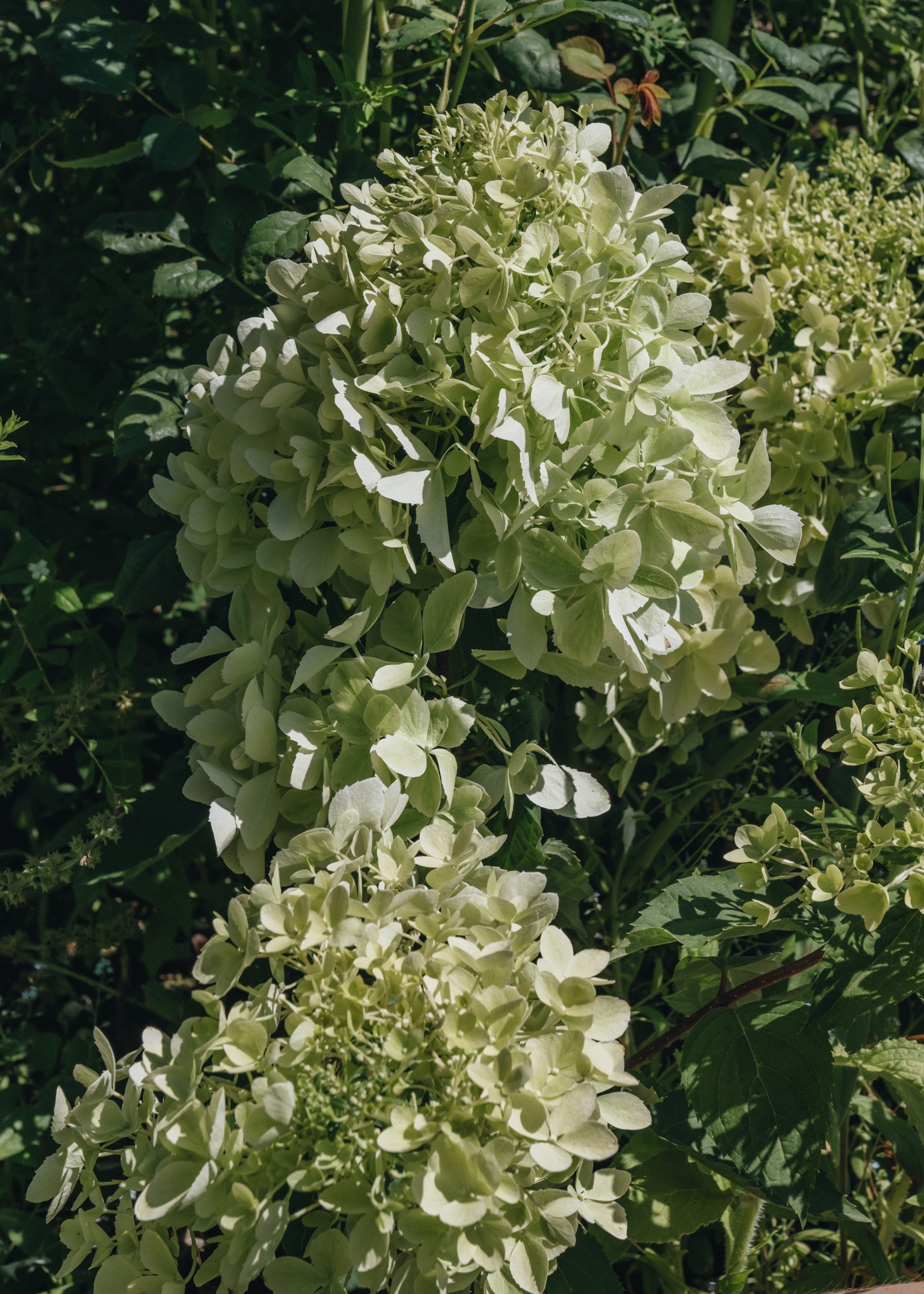 Hydrangea paniculata Phantom AGM, 3L – Burford Garden Co.