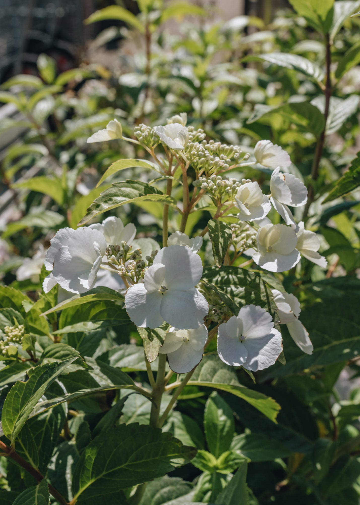 Hydrangea Runaway Bride | Burford Garden Co.