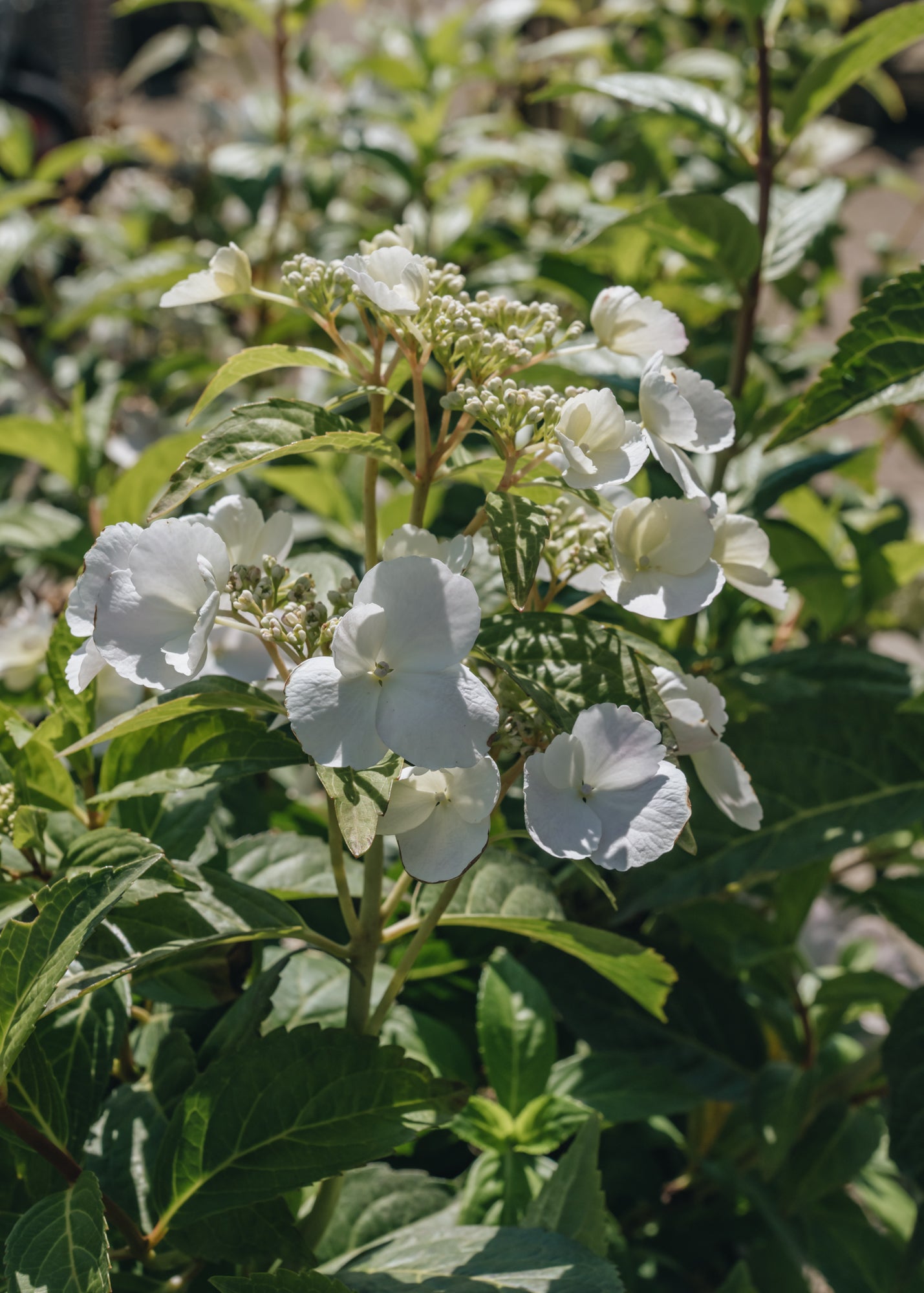 Large Hydrangea Runaway Bride | Burford Garden Co.