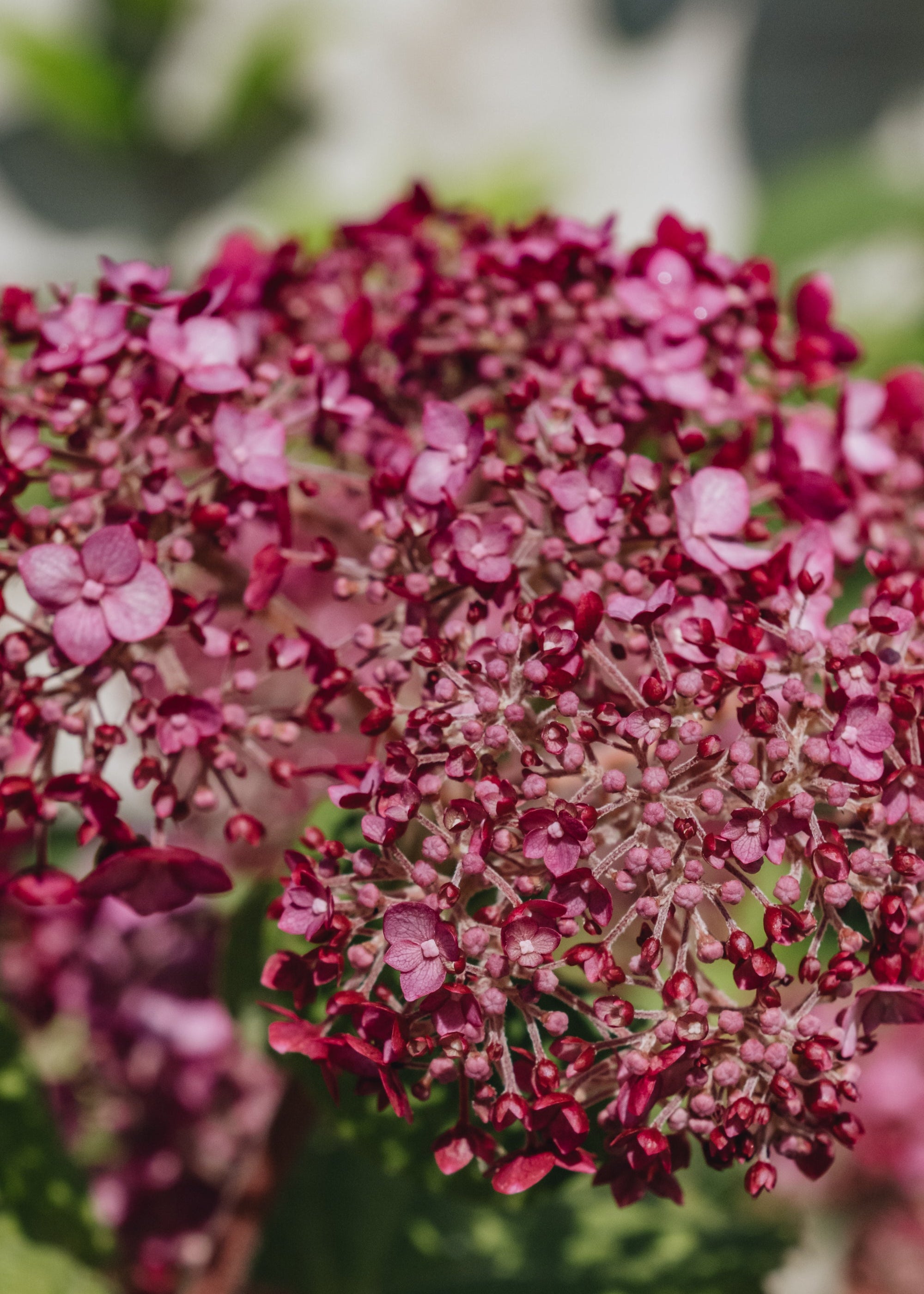 Hydrangea Sweet Annabelle, 5L – Burford Garden Co.