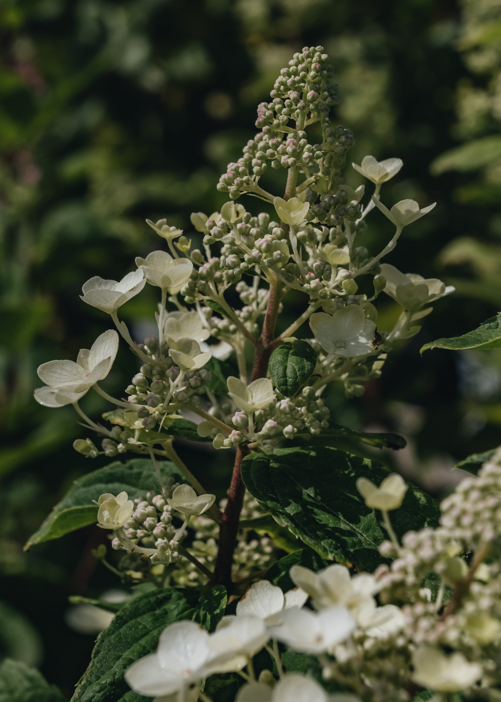 Hydrangea paniculata Everest | Burford Garden Co.