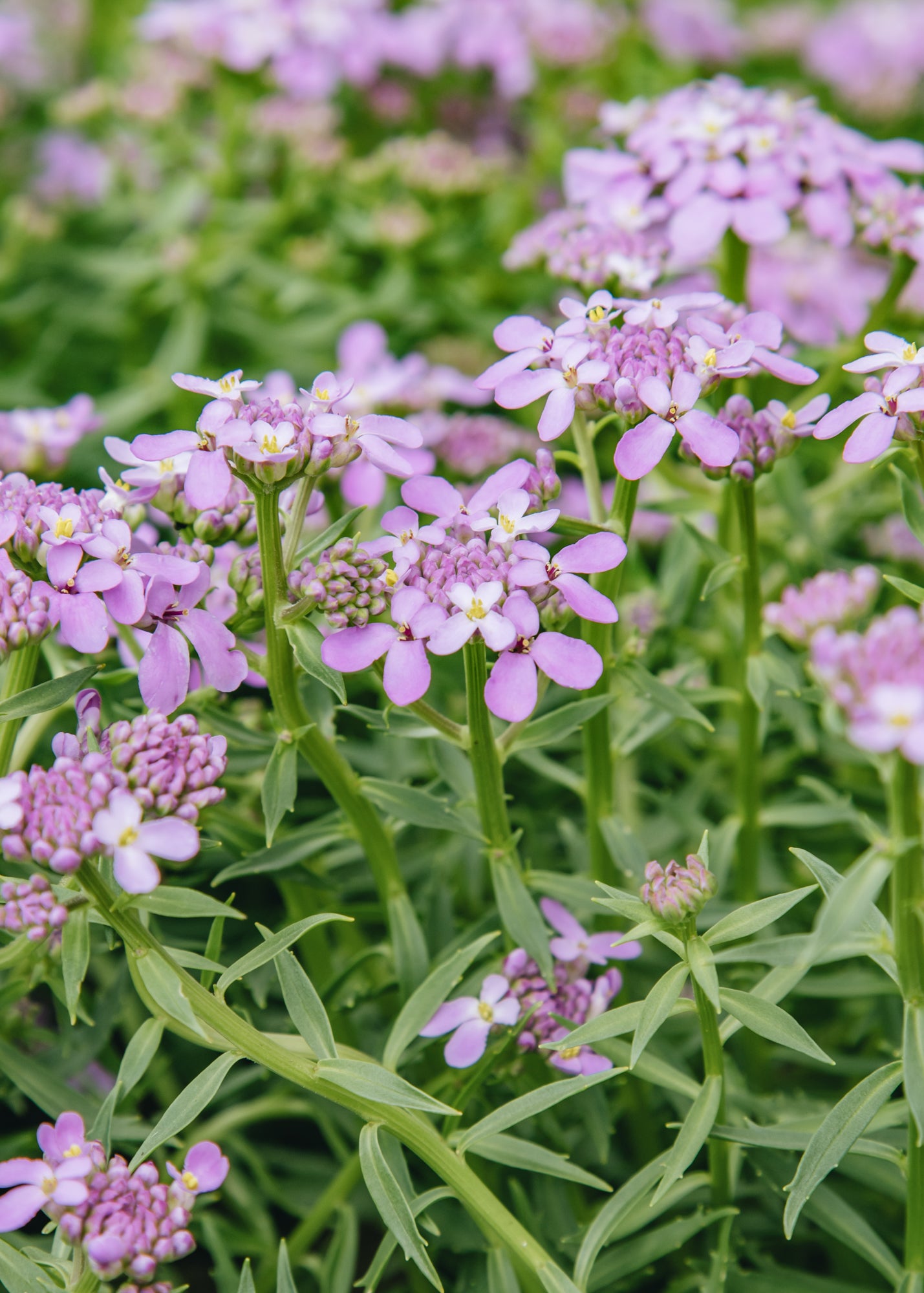 Iberis Mermaid Lavender, 1.5L – Burford Garden Co.