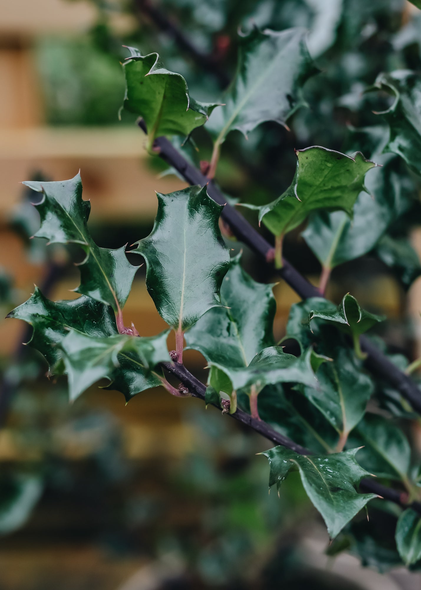 Ilex x meserveae Blue Angel, 3L – Burford Garden Co.