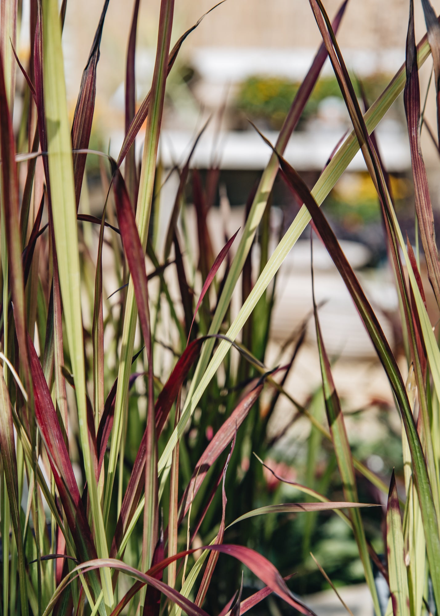 Imperata cylindrica 'Red Baron', 2L – Burford Garden Co.