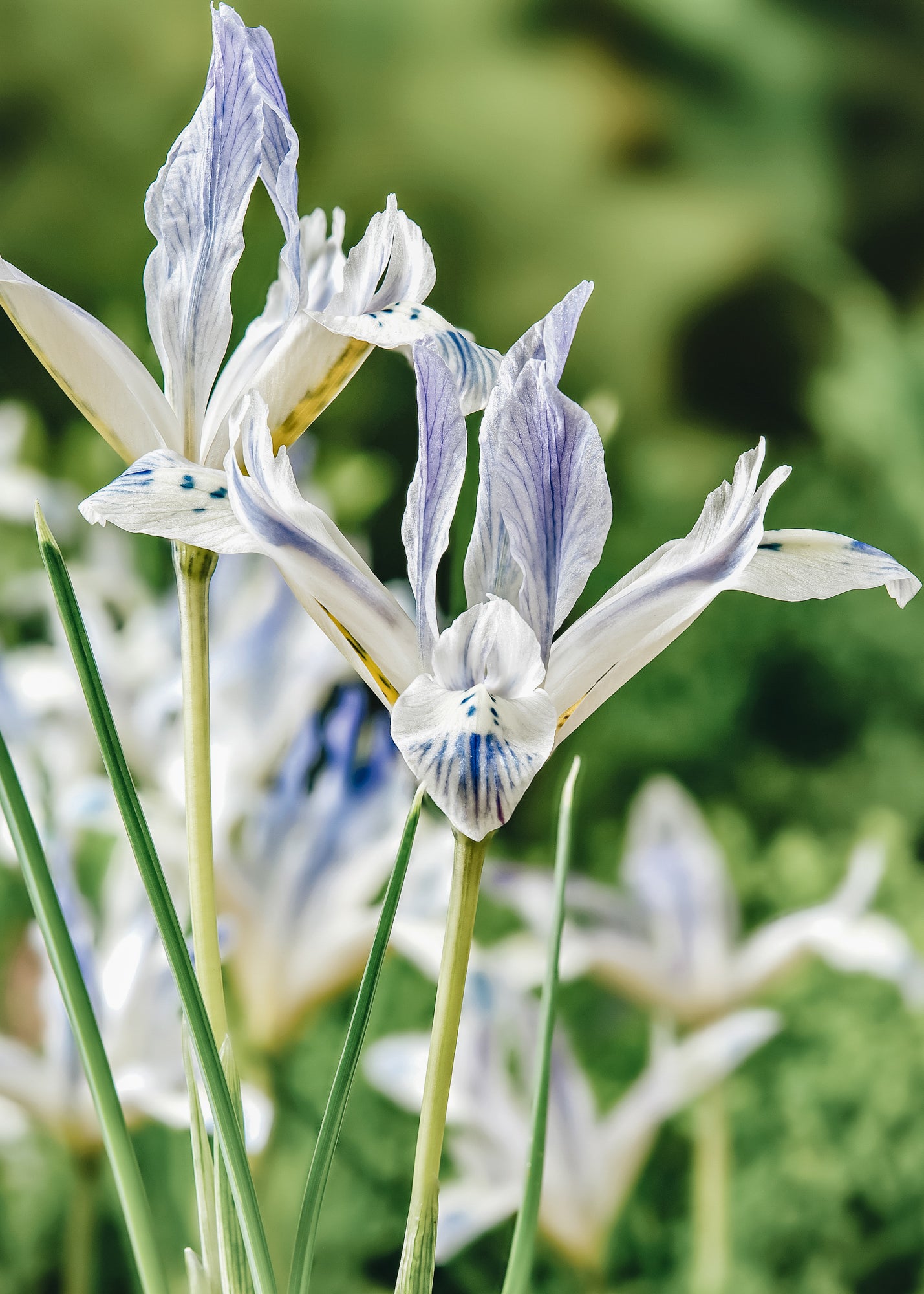 Iris reticulata Painted Lady Bulbs, pack of 30 bulbs – Burford Garden Co.