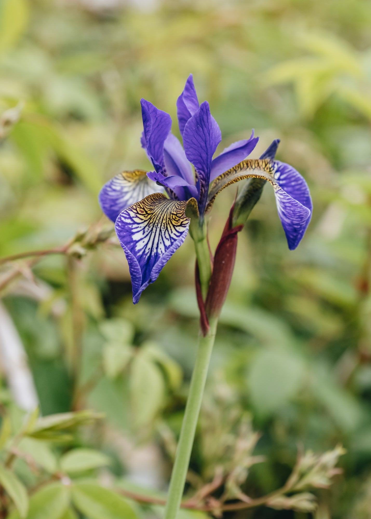 Iris siberica Tropic Night, 2L – Burford Garden Co.