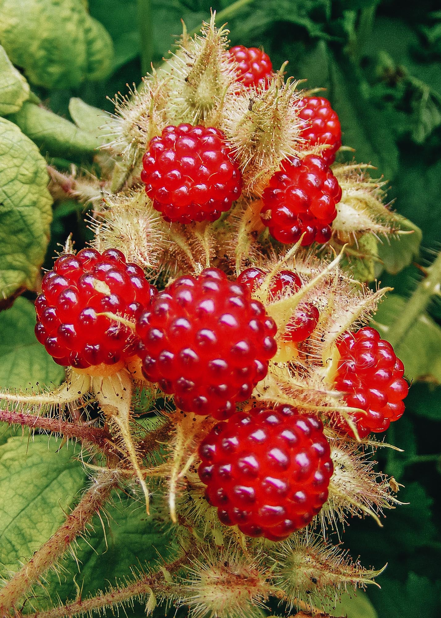 Rubus phoenicolasius (Japanese Wineberry), 3L – Burford Garden Co.