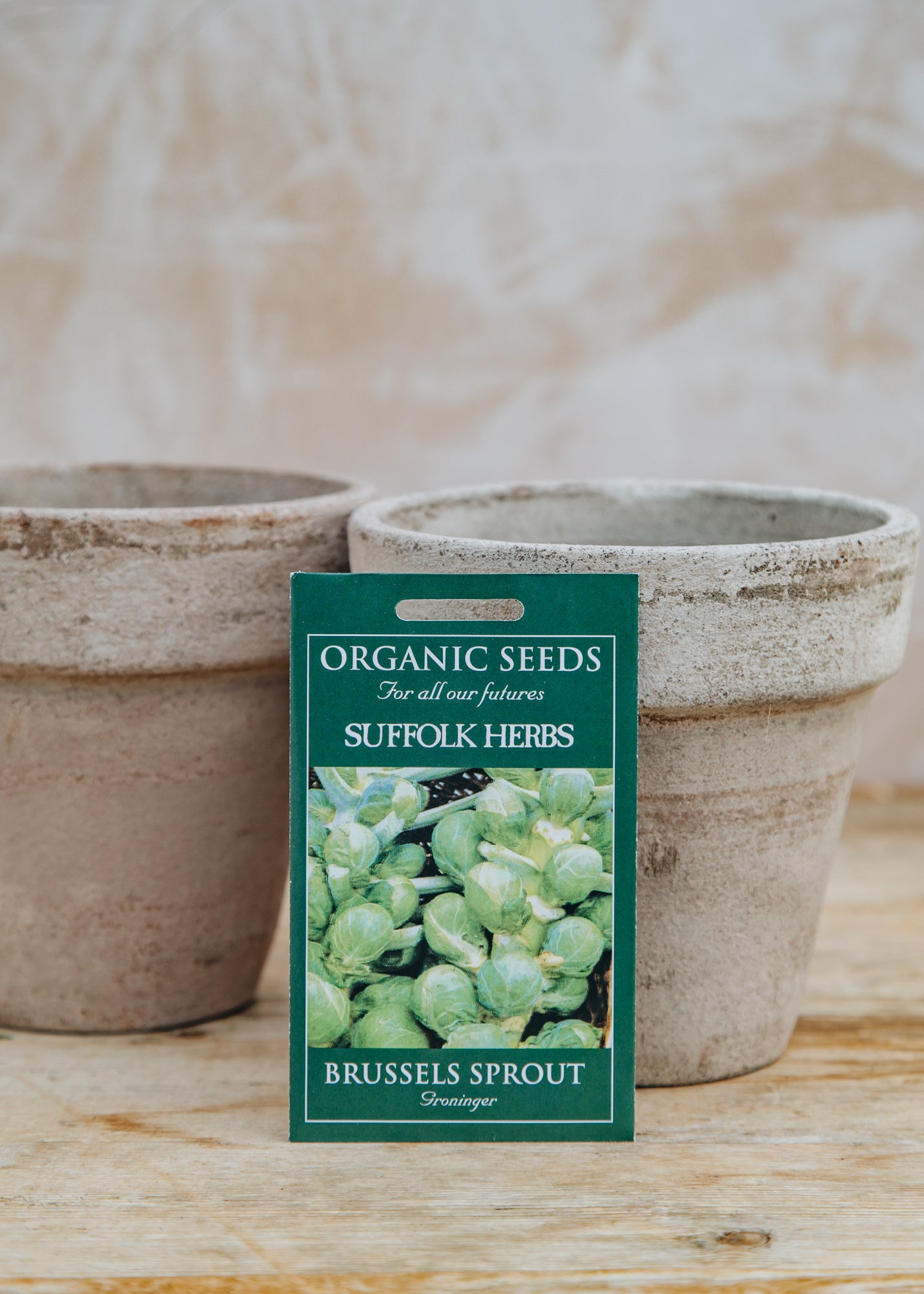 Suffolk Herbs Brussel Sprout ‘Groninger’ Seeds – Burford Garden Co.