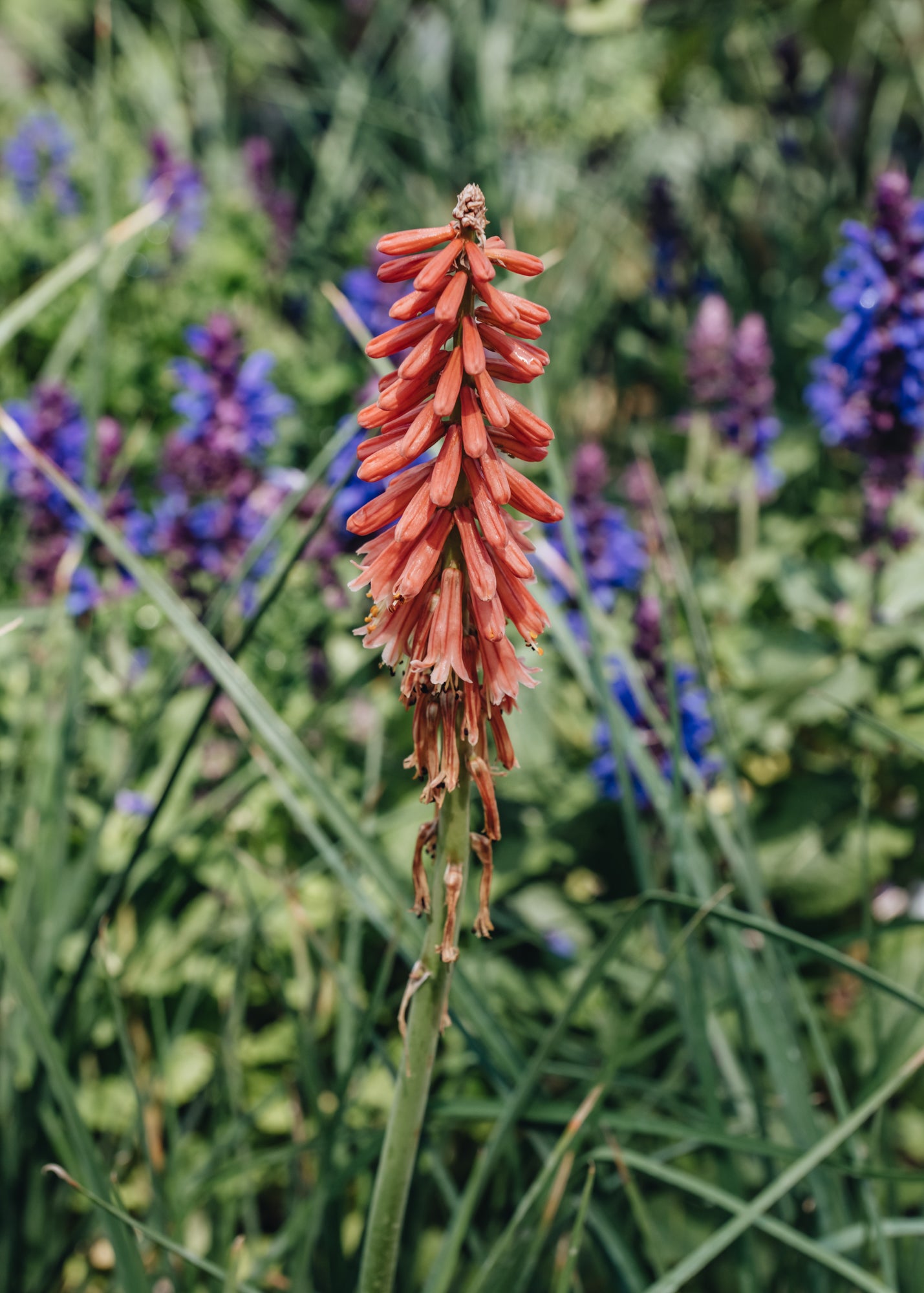 Kniphofia Red Hot Popsicle, 2/3L – Burford Garden Co.
