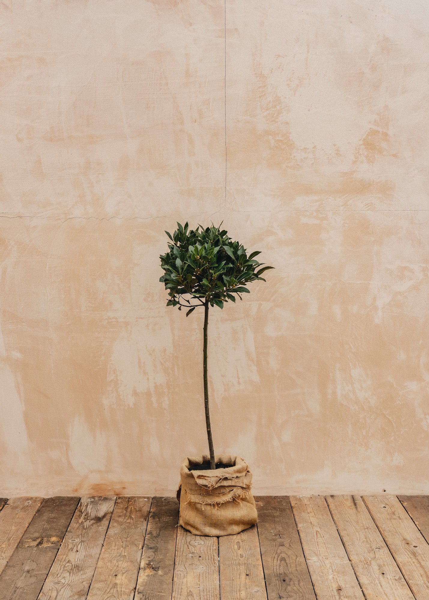 Laurus nobilis Standard 90cm, 5L – Burford Garden Co.