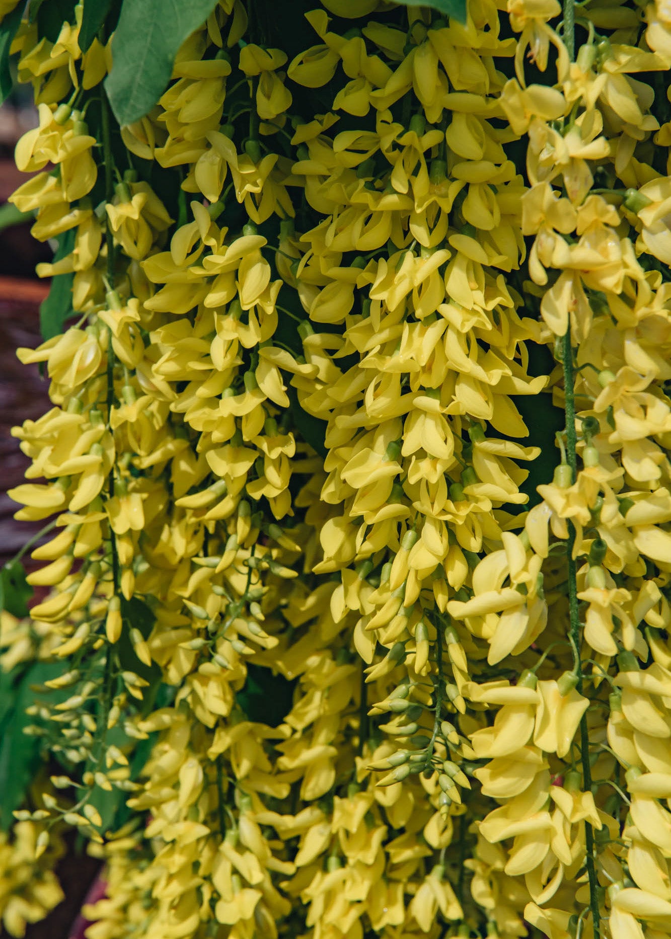 Laburnum wateri Vossii | Burford Garden Co.