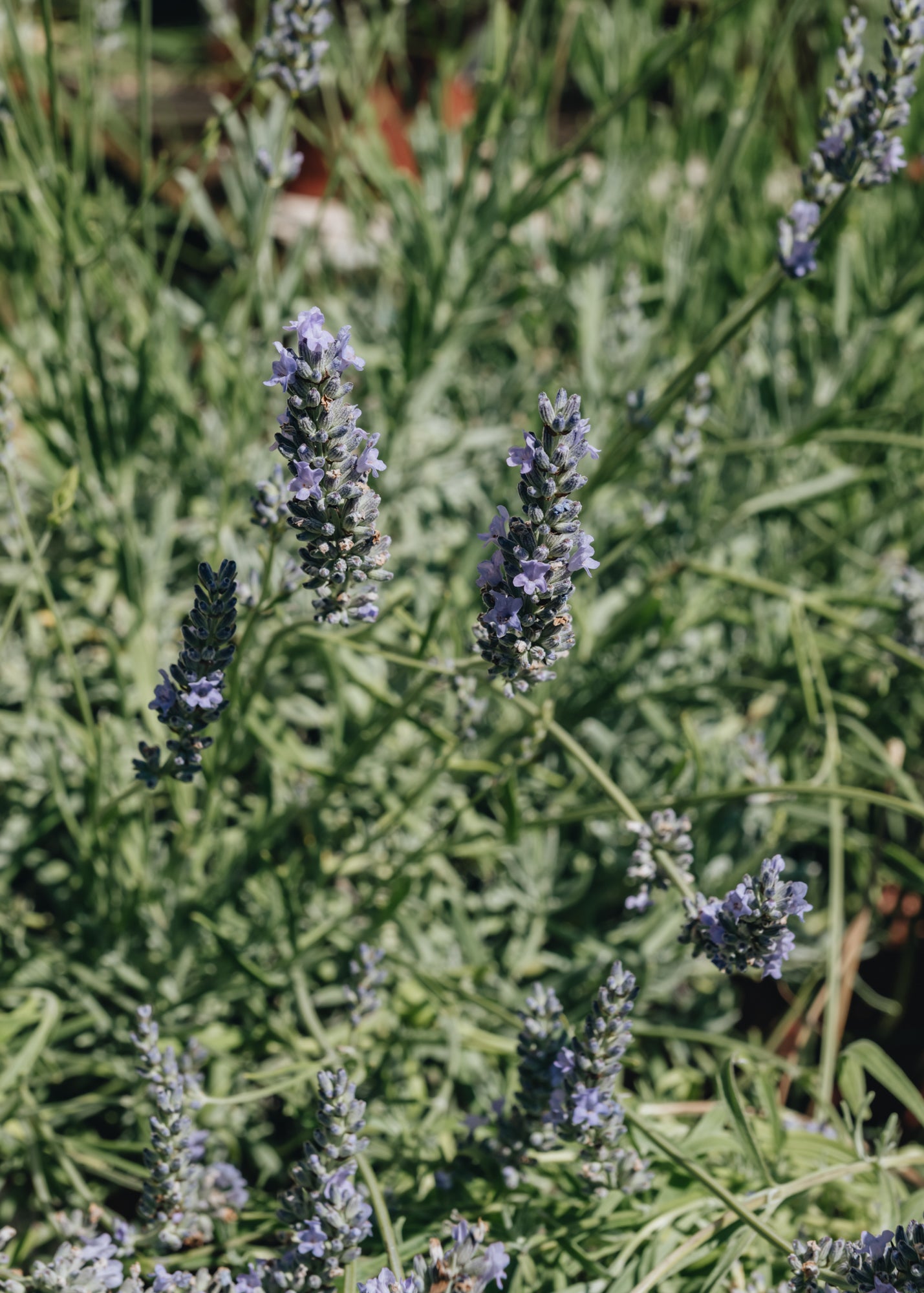 Lavandula Angustifolia Vera 3L – Burford Garden Co.