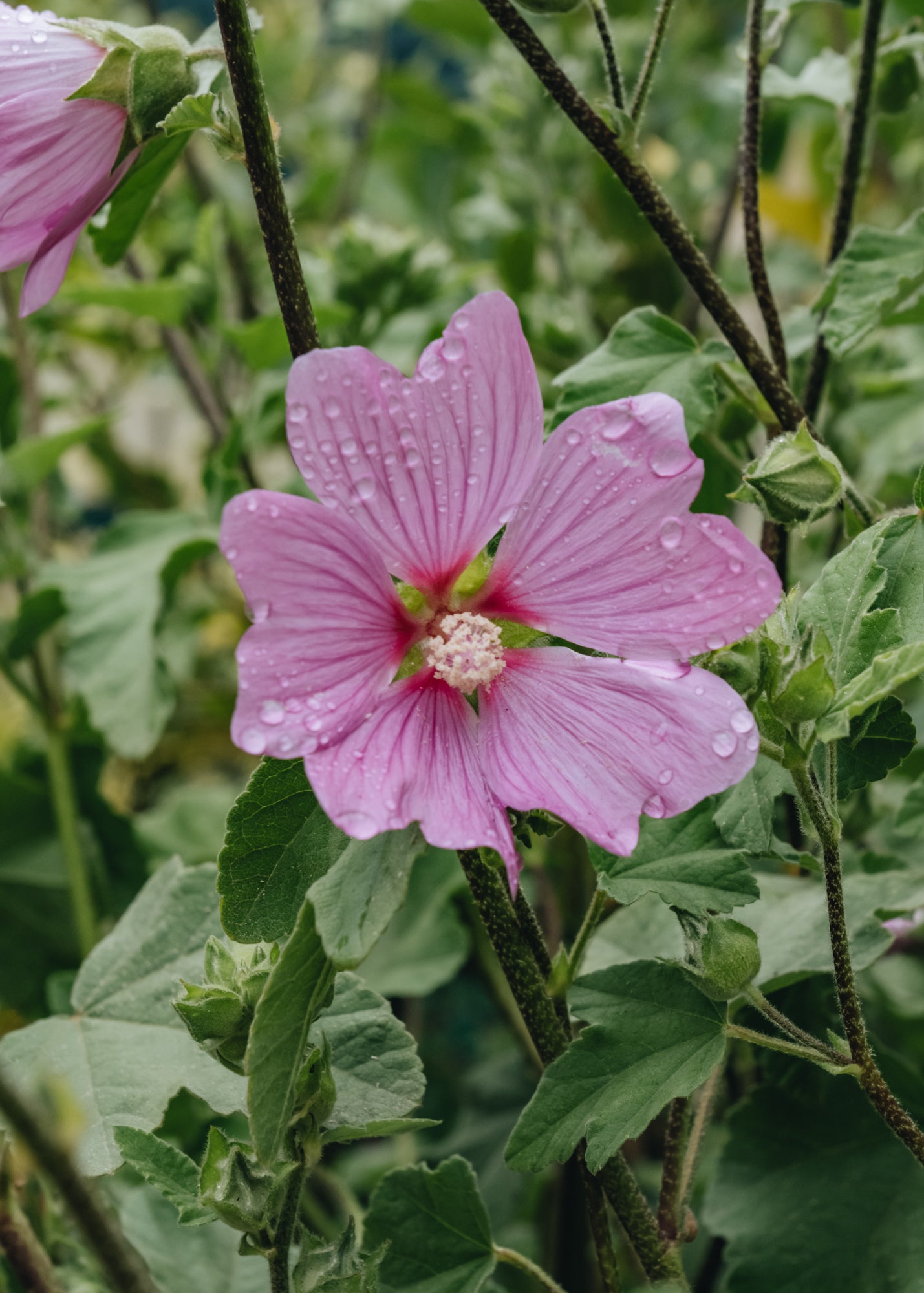Lavatera x clementii Burgundy Wine, 3L – Burford Garden Co.