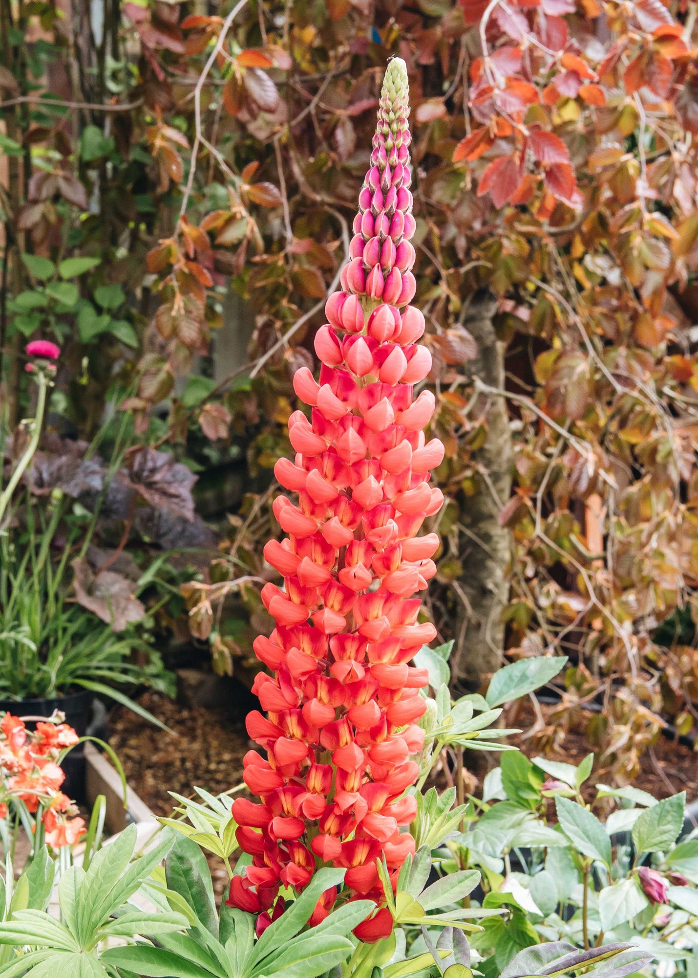 Lupin 'Beefeater', 3L – Burford Garden Co.