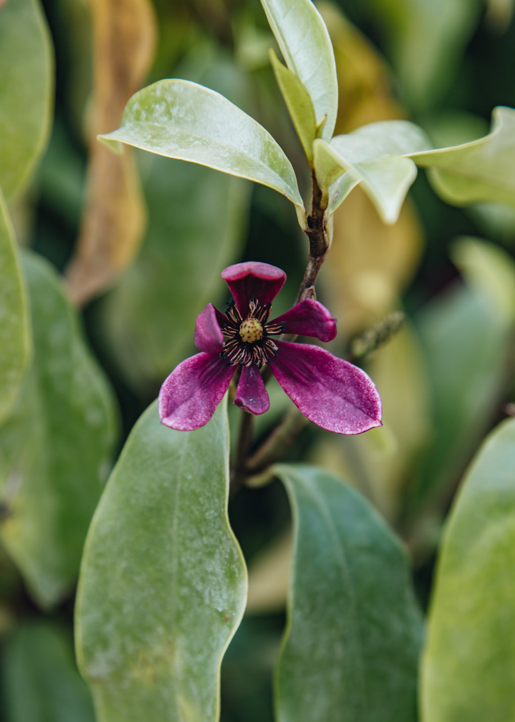 Magnolia hybrid Stellar Ruby, 3L – Burford Garden Co.
