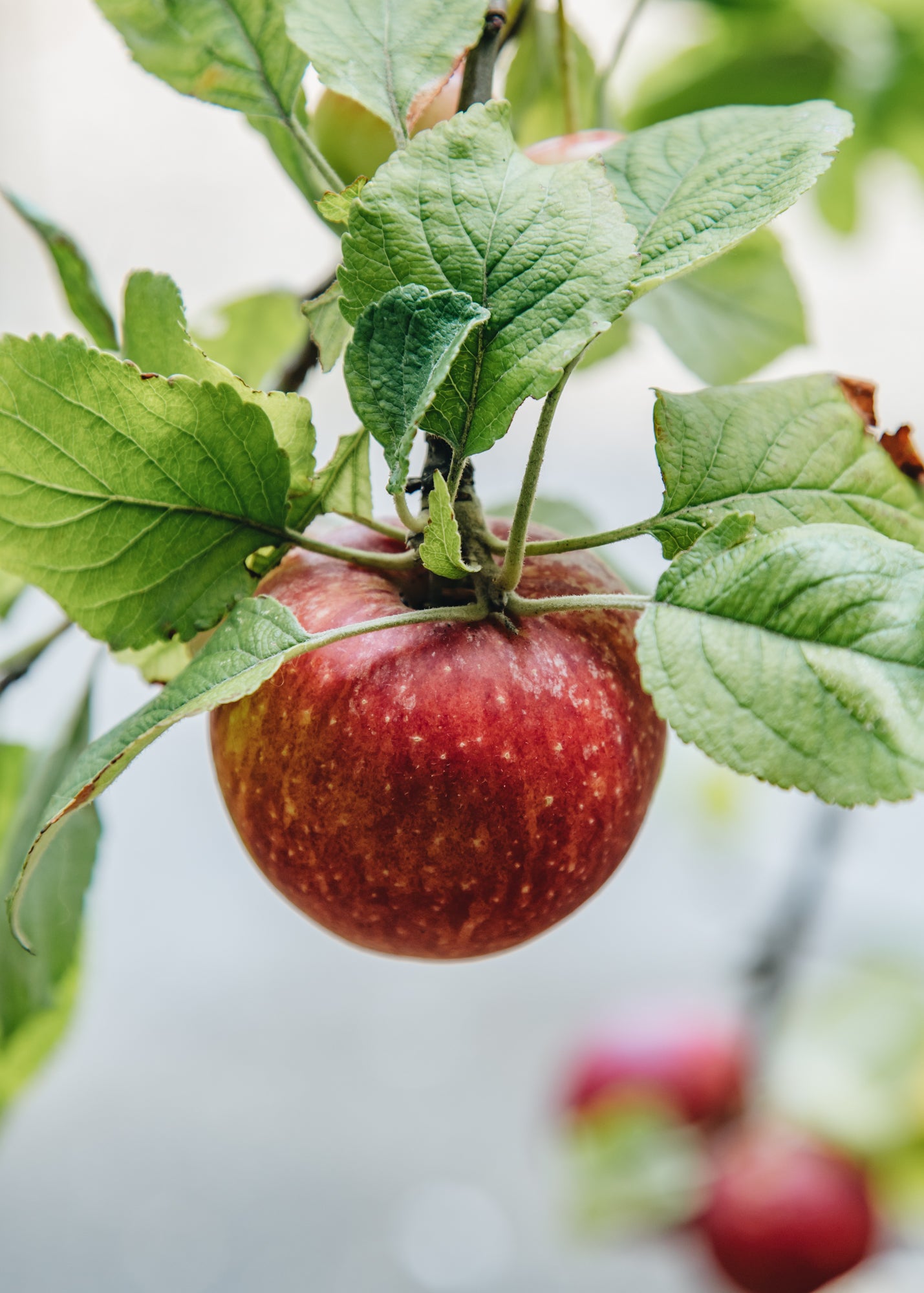 Malus domestica 'Red Windsor' (Apple), M26 Bush, 12L – Burford Garden Co.