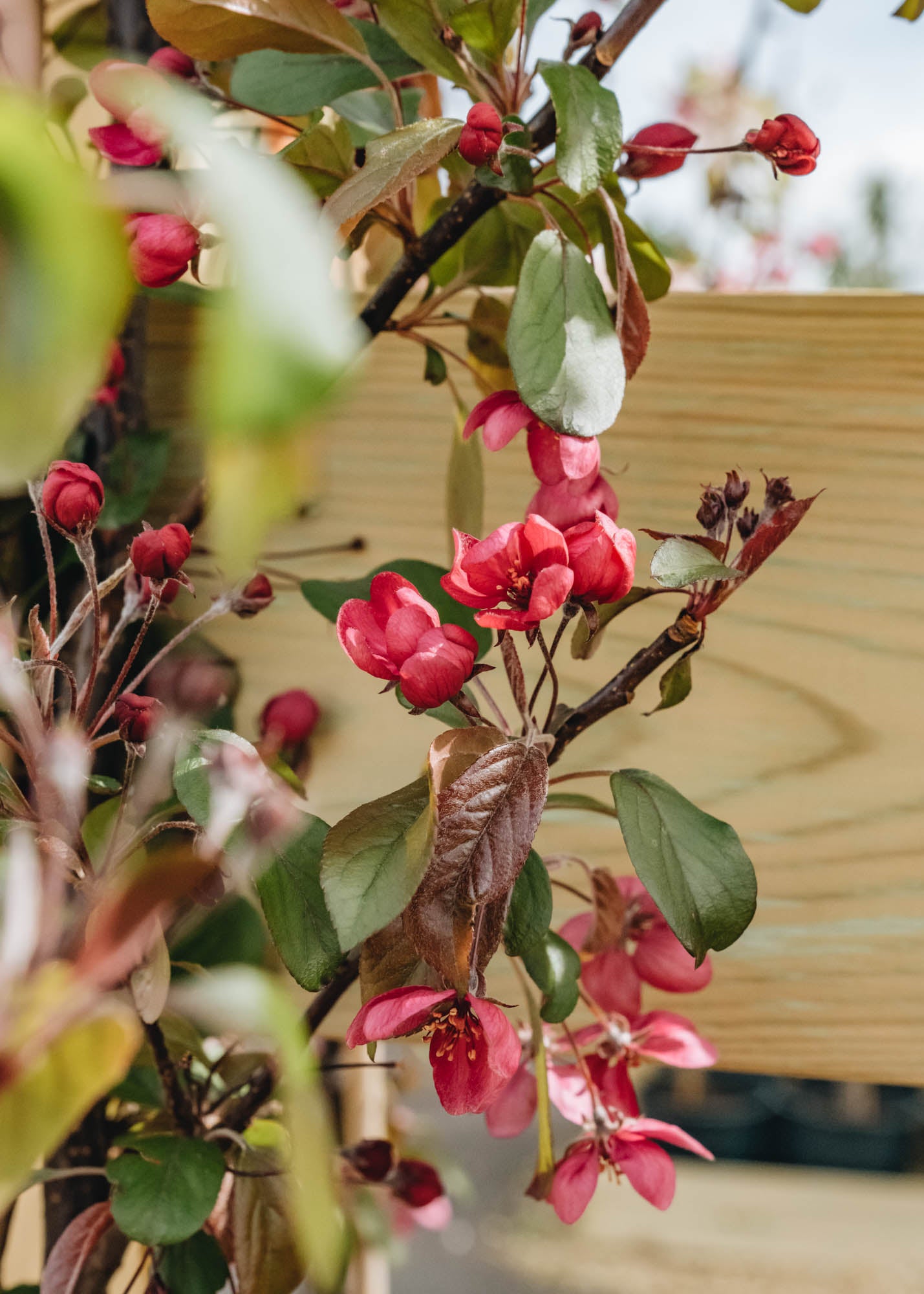 Malus toringo Scarlet® | Burford Garden Co.