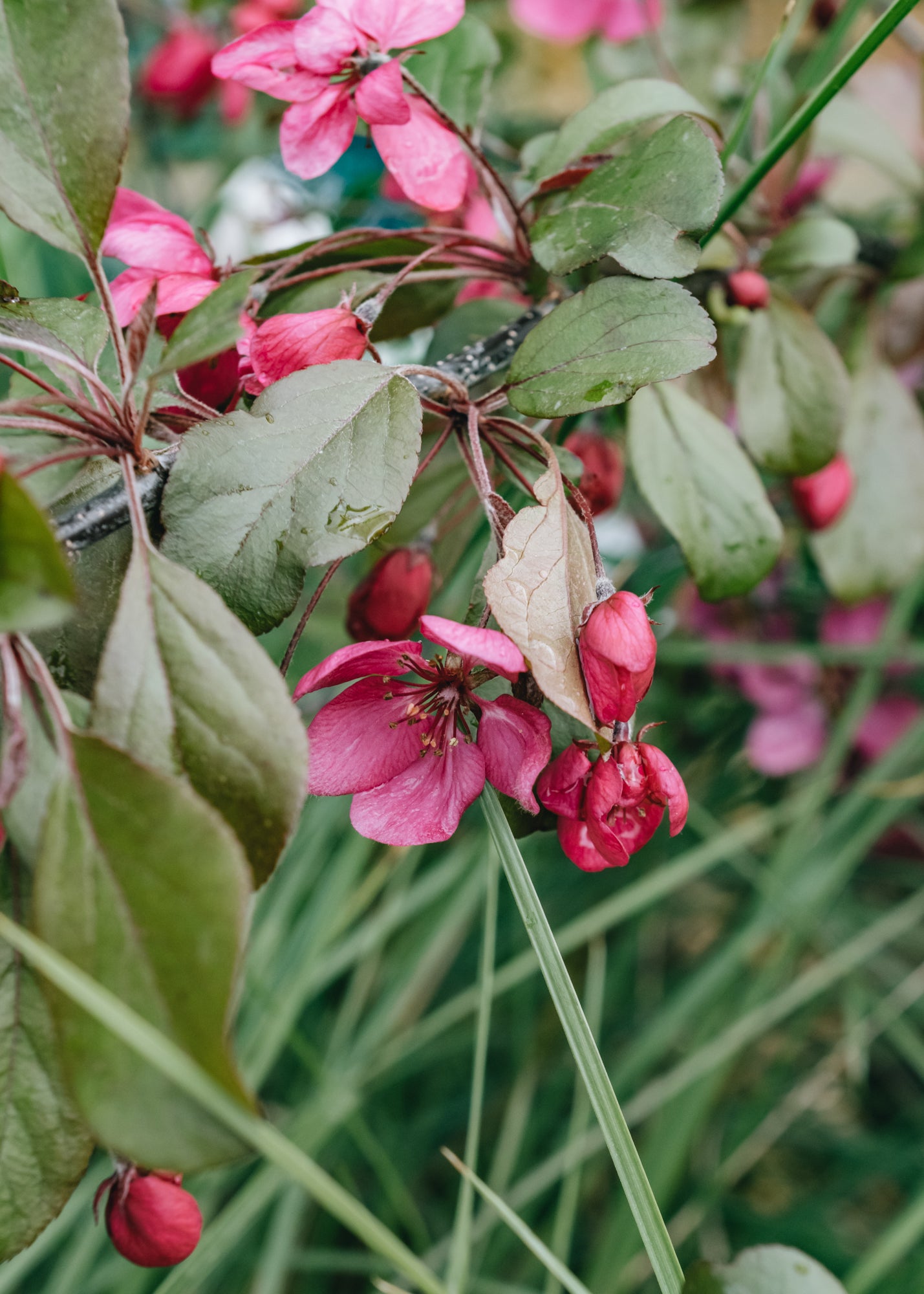Malus (Crab Apple) Toringo Scarlett, 15L – Burford Garden Co.