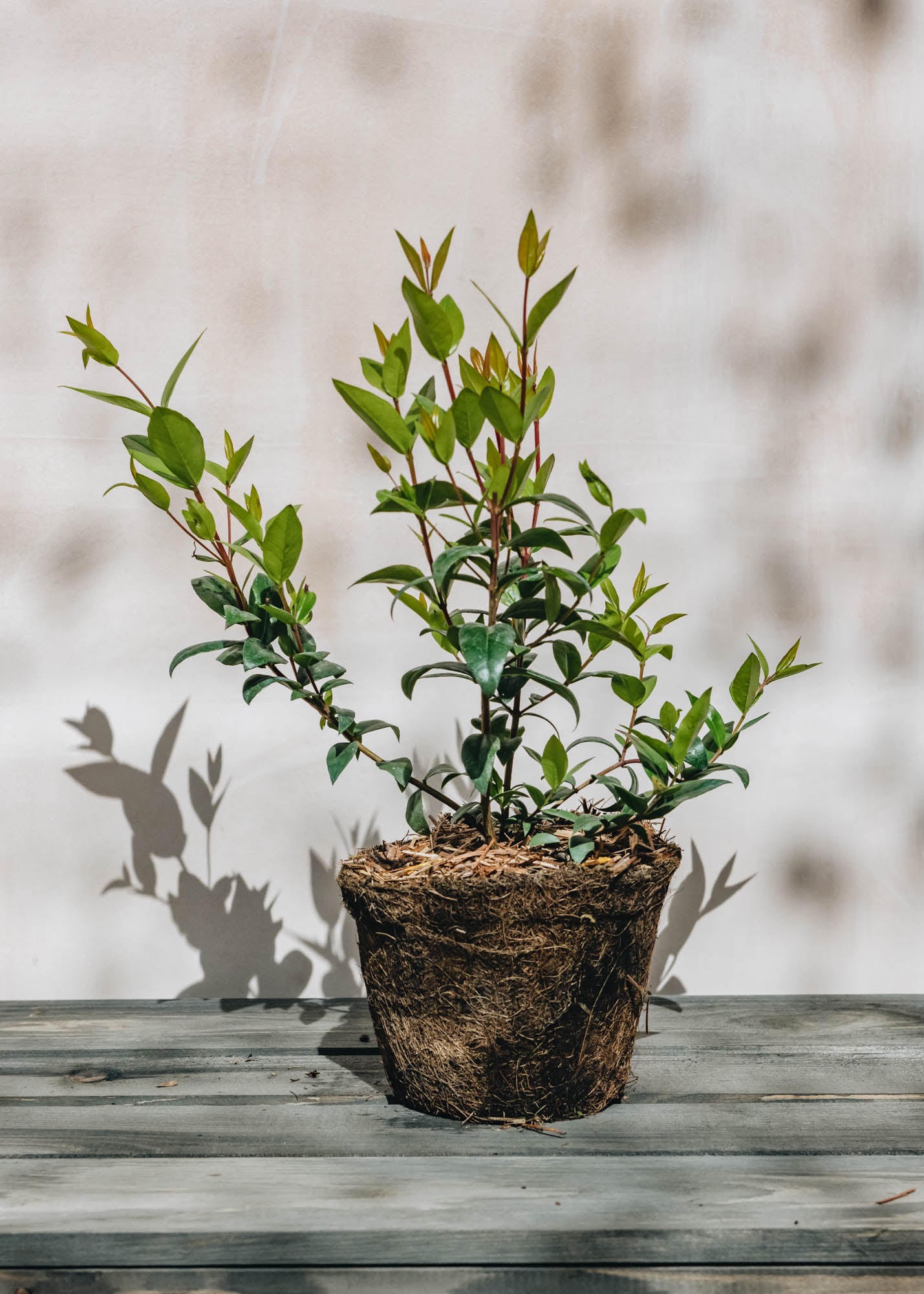 Myrtle 'Osborne', 1L – Burford Garden Co.