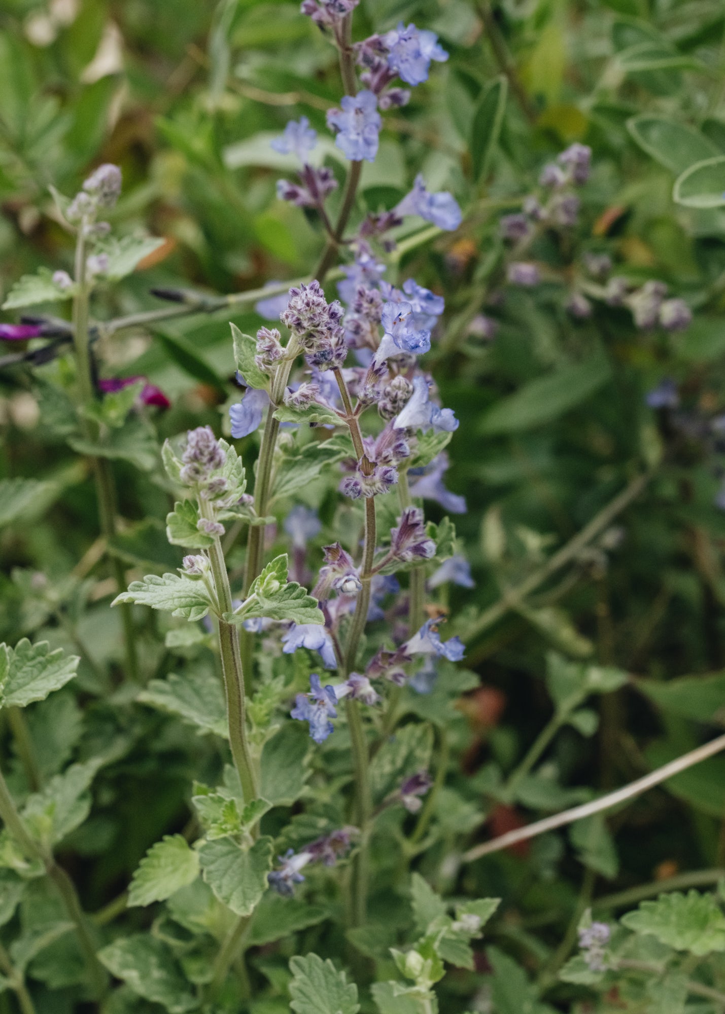 Nepeta x faassenii Kit Cat, 2/3L – Burford Garden Co.
