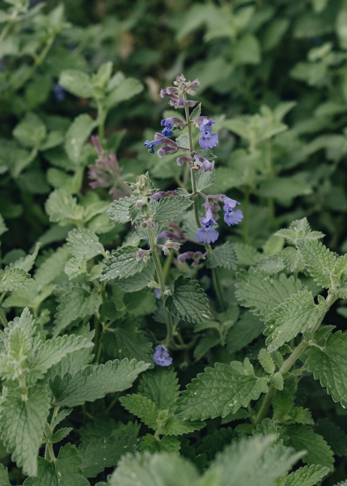 Nepeta Walker's Low, 2/3L – Burford Garden Co.