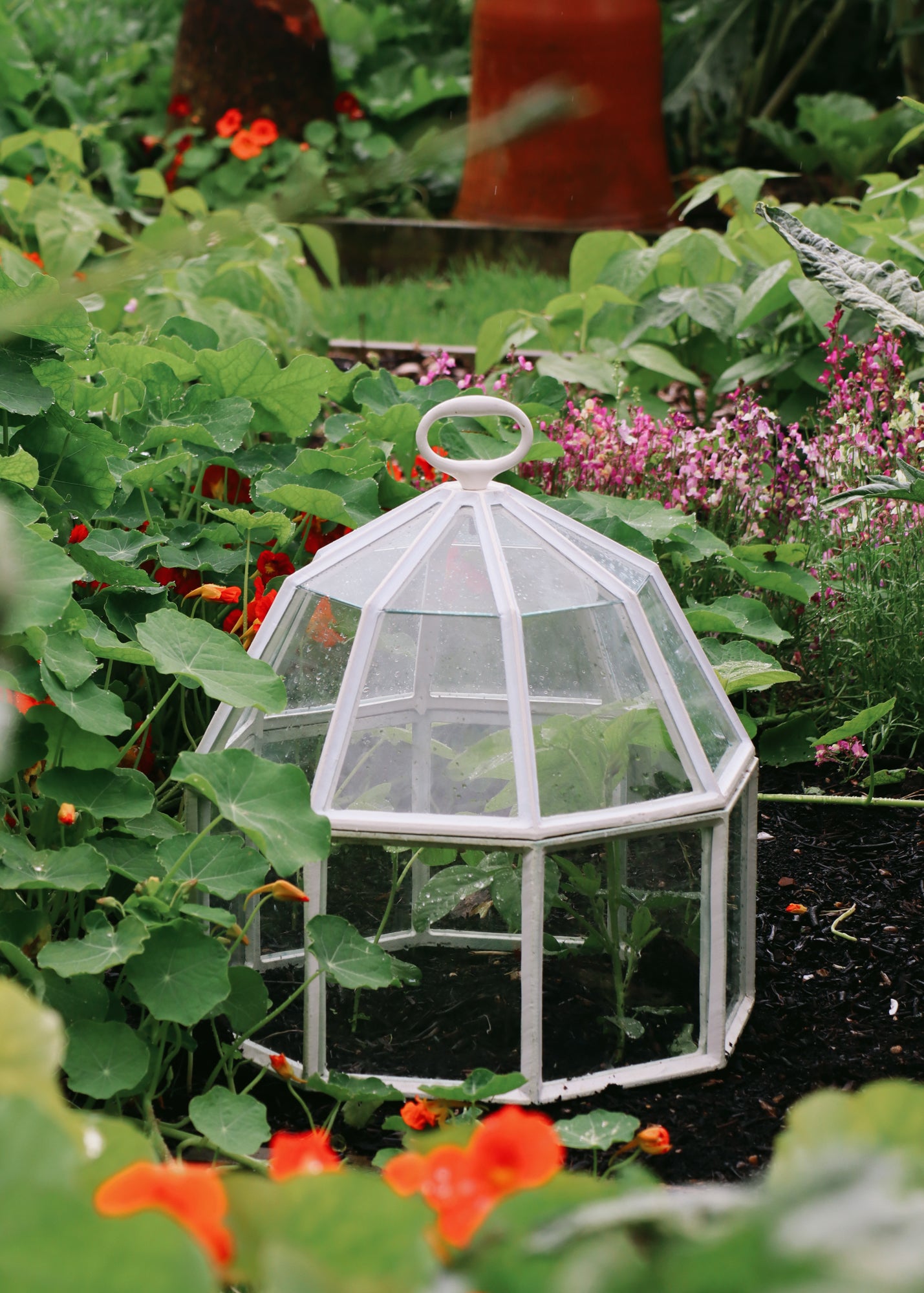 Claverton Cloches Victorian Style Octagonal Garden Cloche – Burford ...