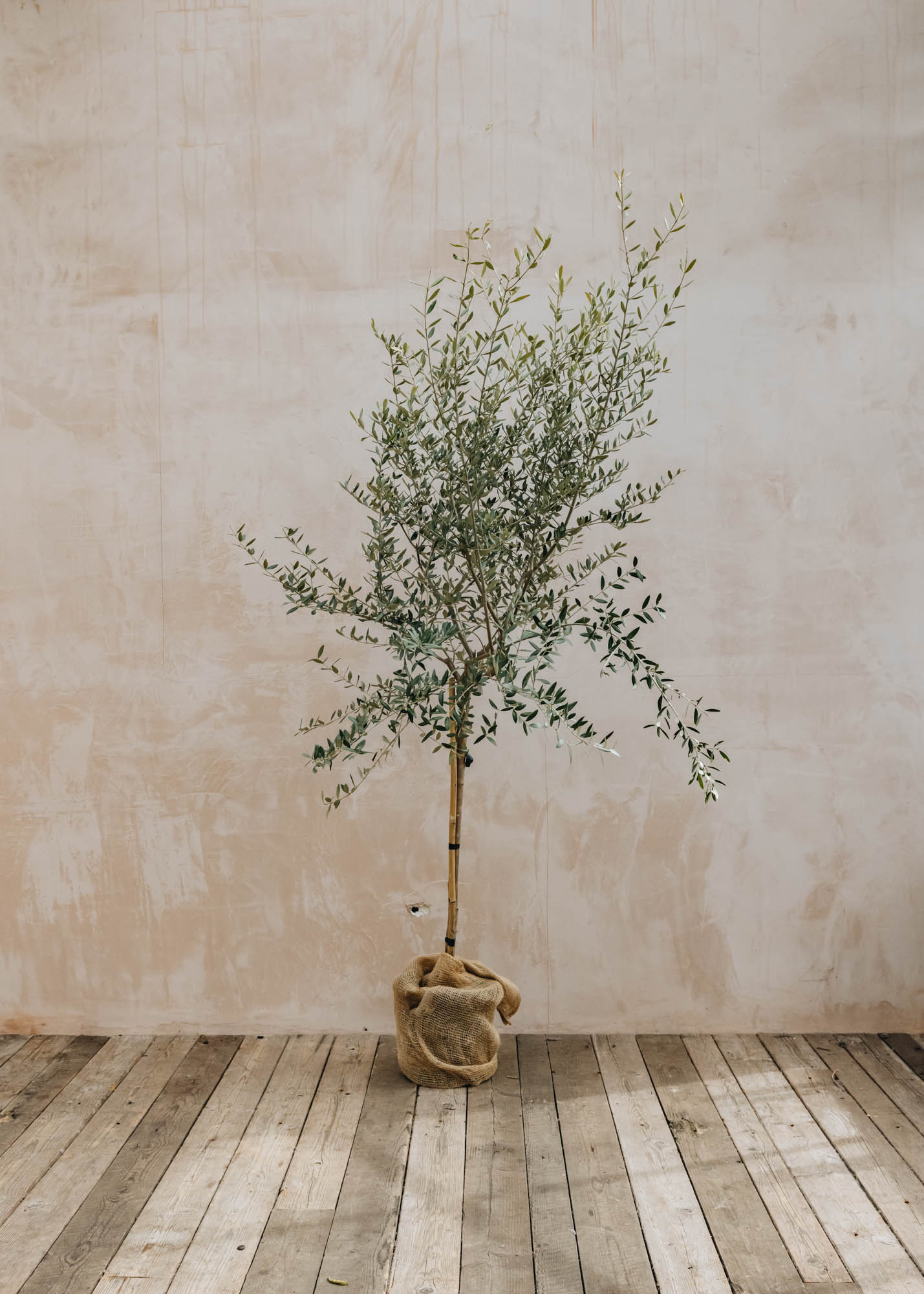 Standard 'Olive Tree' Olea leccino, 10L – Burford Garden Co.
